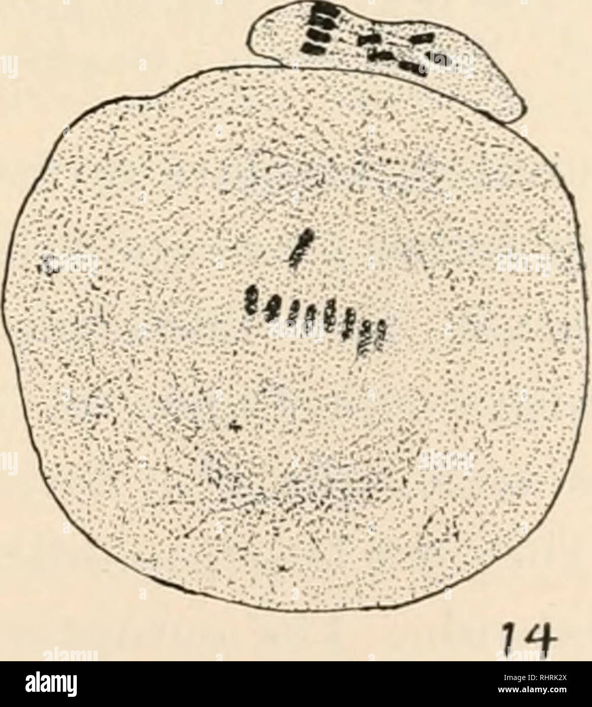 Differentiating Cells High Resolution Stock Photography and Images - Alamy