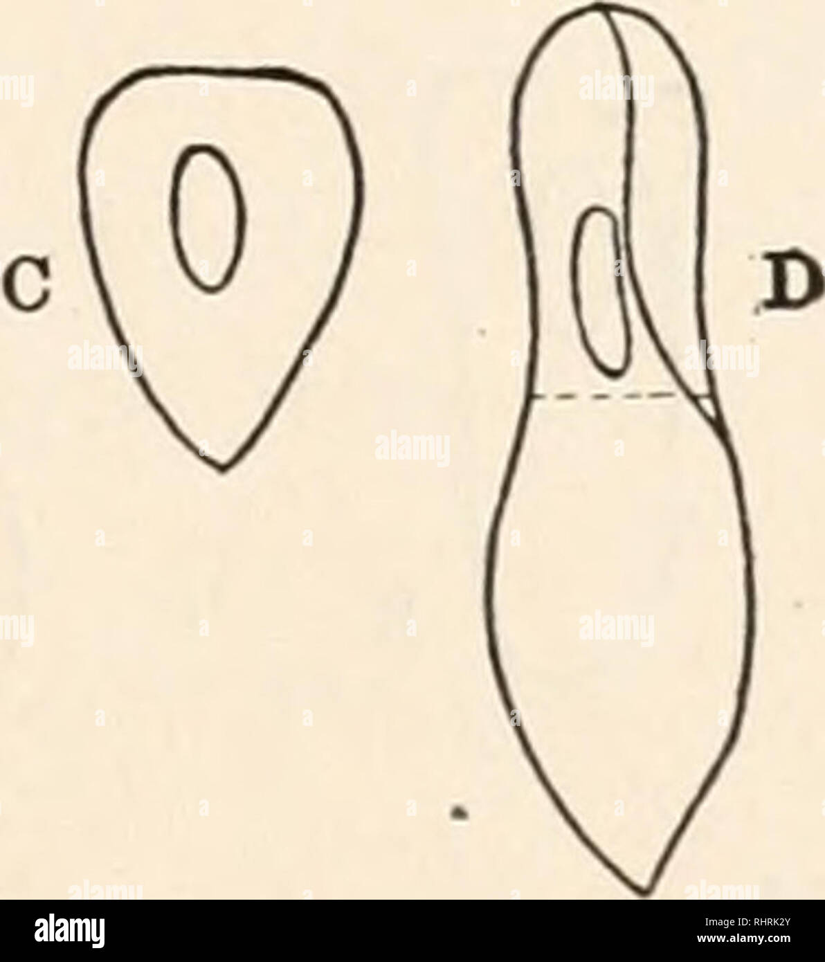 . The Biological bulletin. Biology; Zoology; Biology; Marine Biology ...