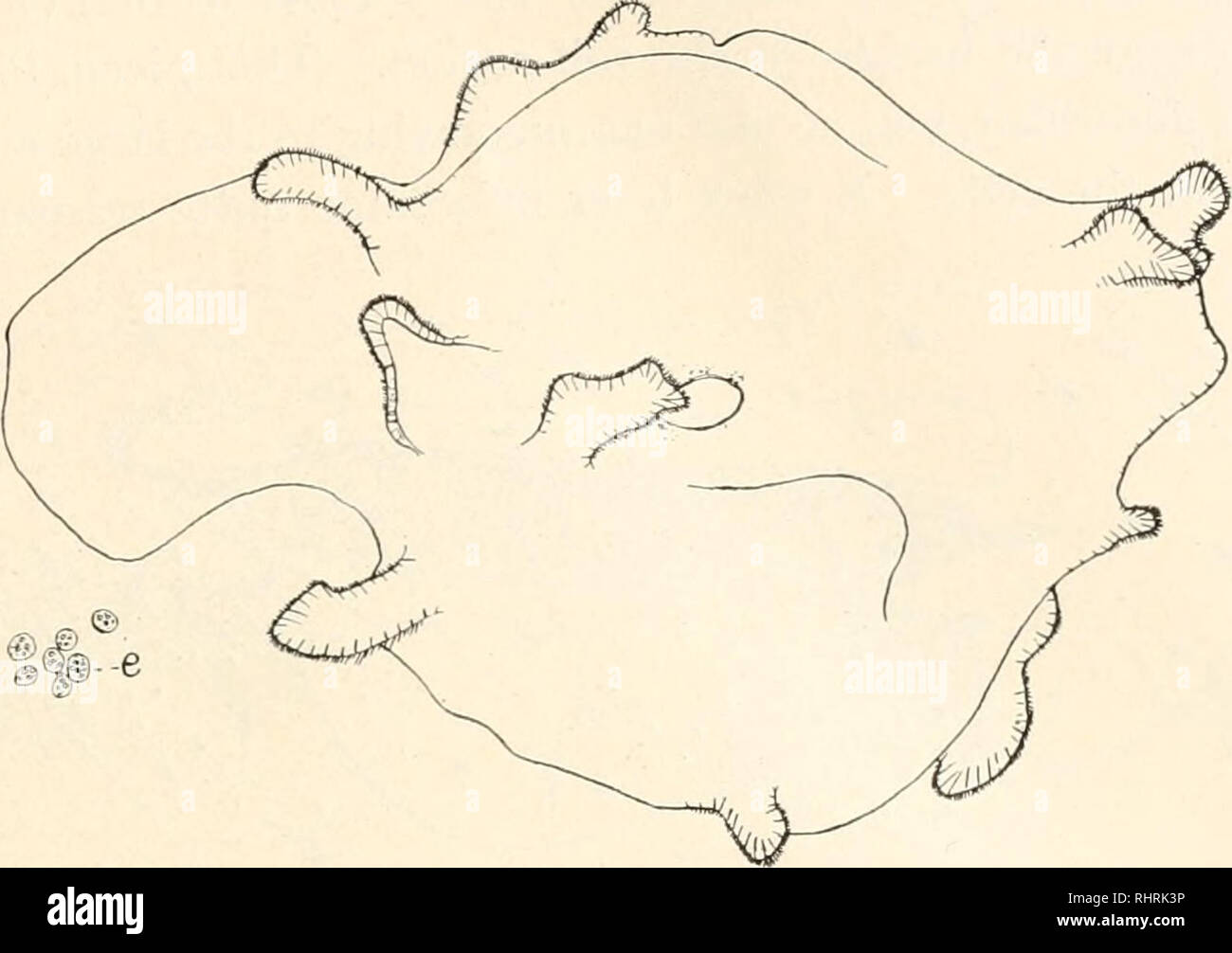 . The Biological bulletin. Biology; Zoology; Biology; Marine Biology ...