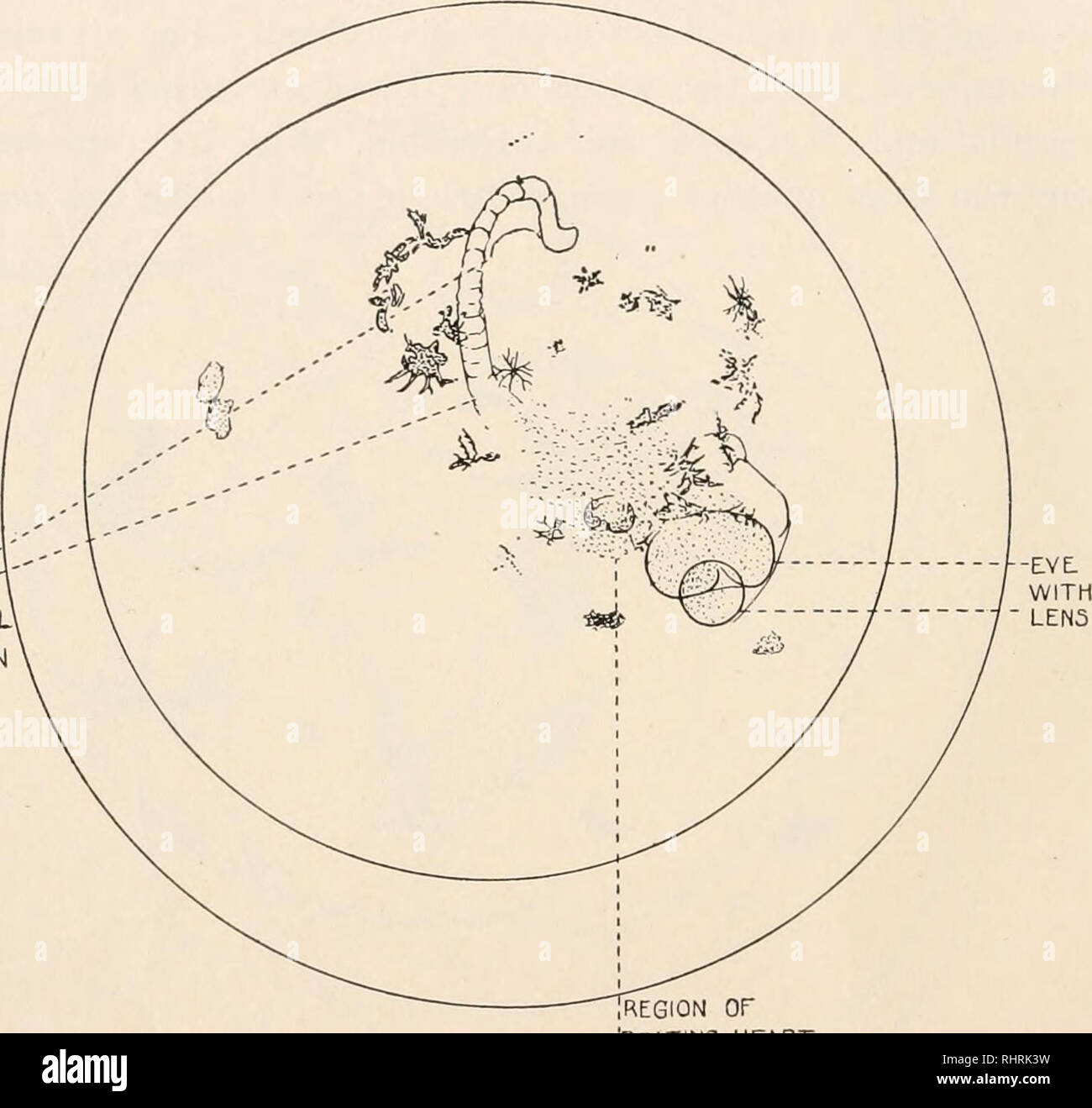 . The Biological bulletin. Biology; Zoology; Biology; Marine Biology ...