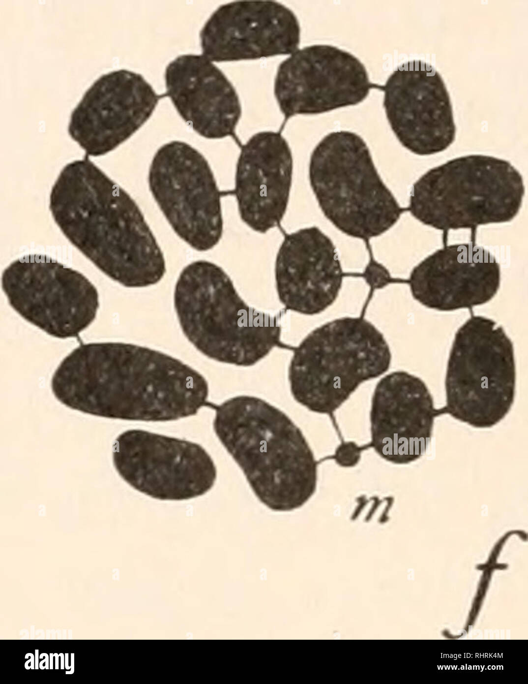 . The Biological bulletin. Biology; Zoology; Biology; Marine Biology ...