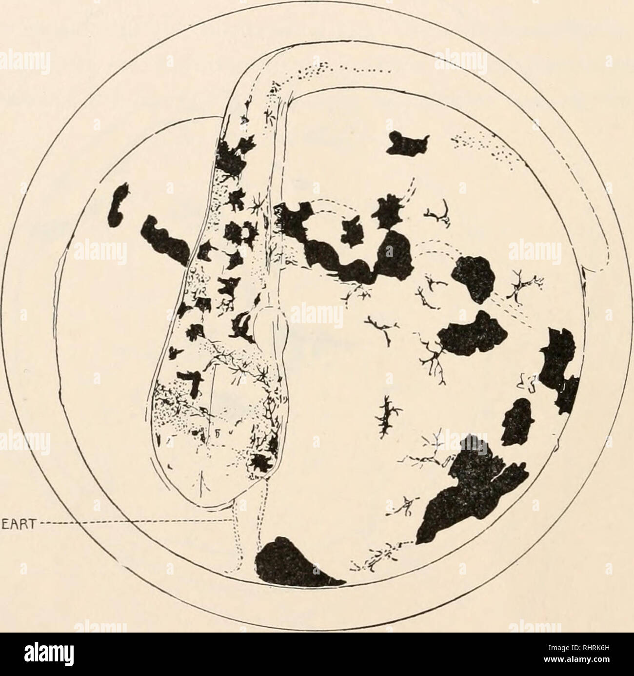 Jacques Loeb High Resolution Stock Photography and Images - Alamy