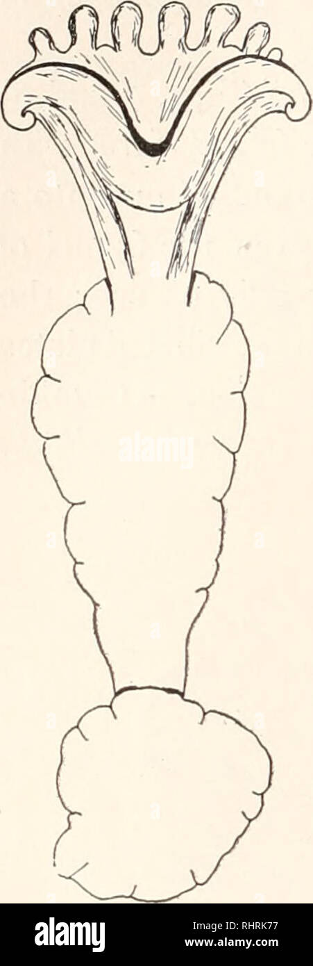 . The Biological bulletin. Biology; Zoology; Biology; Marine Biology ...