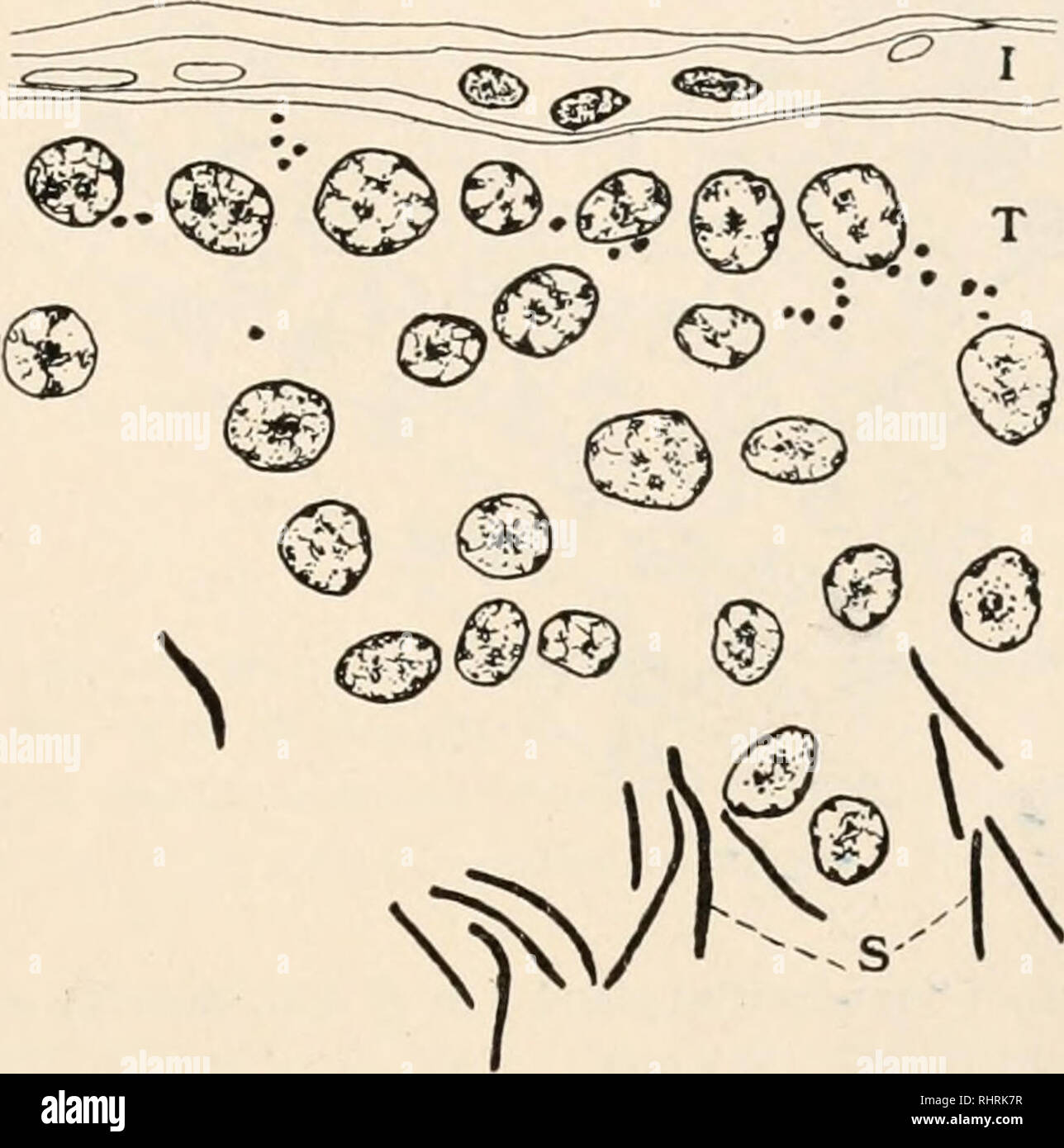 . The Biological bulletin. Biology; Zoology; Biology; Marine Biology ...