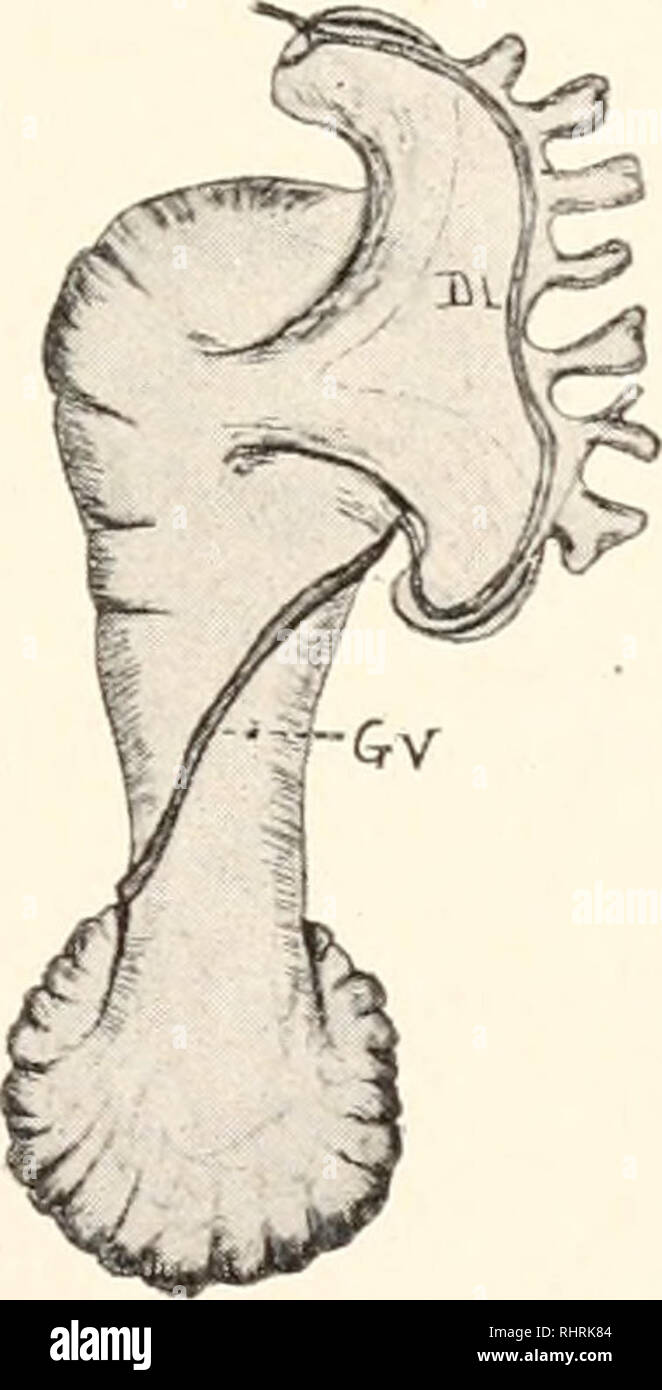 Nephridium hi-res stock photography and images - Alamy
