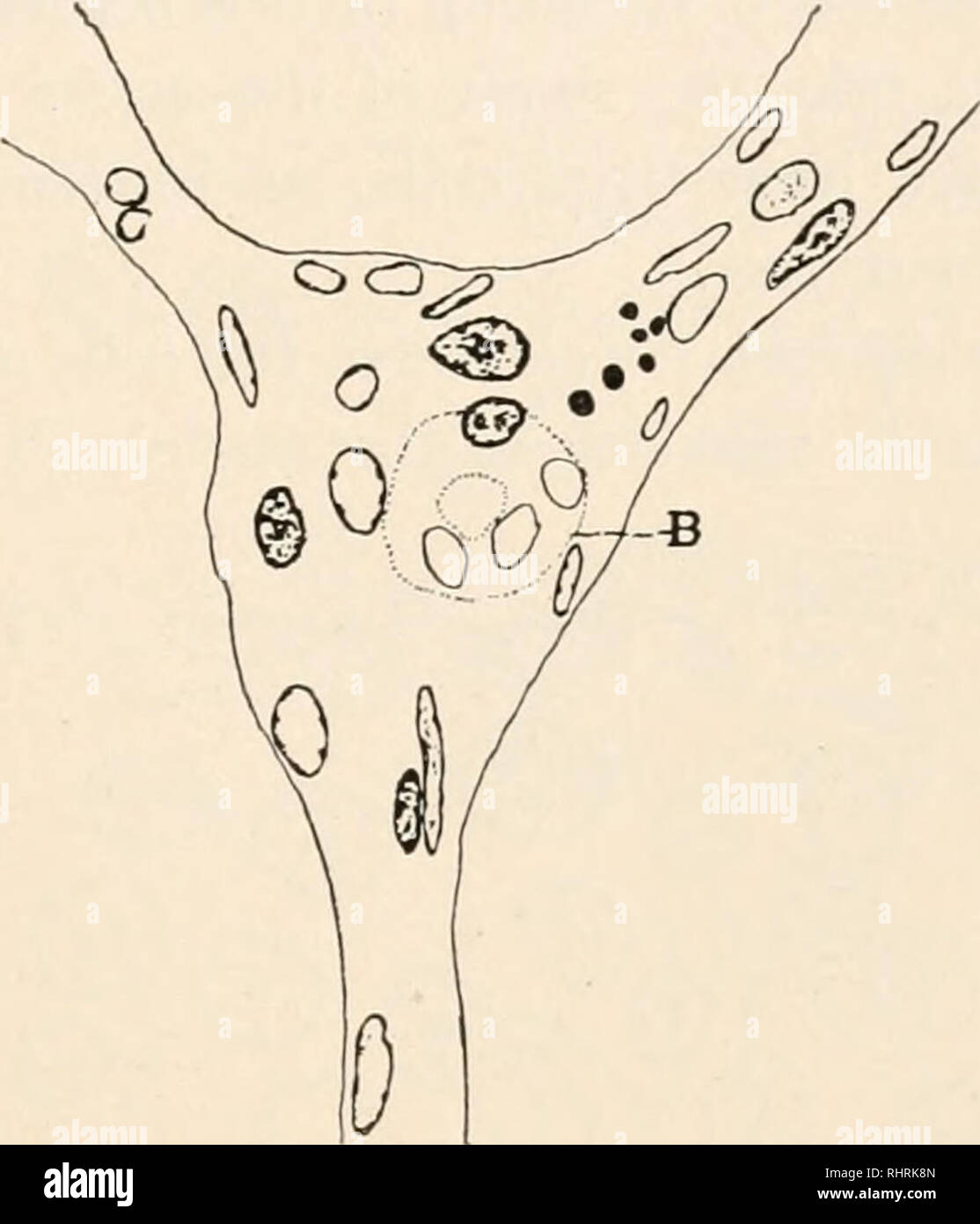 . The Biological bulletin. Biology; Zoology; Biology; Marine Biology ...