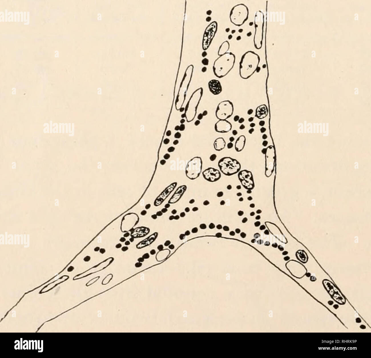 . The Biological bulletin. Biology; Zoology; Biology; Marine Biology ...