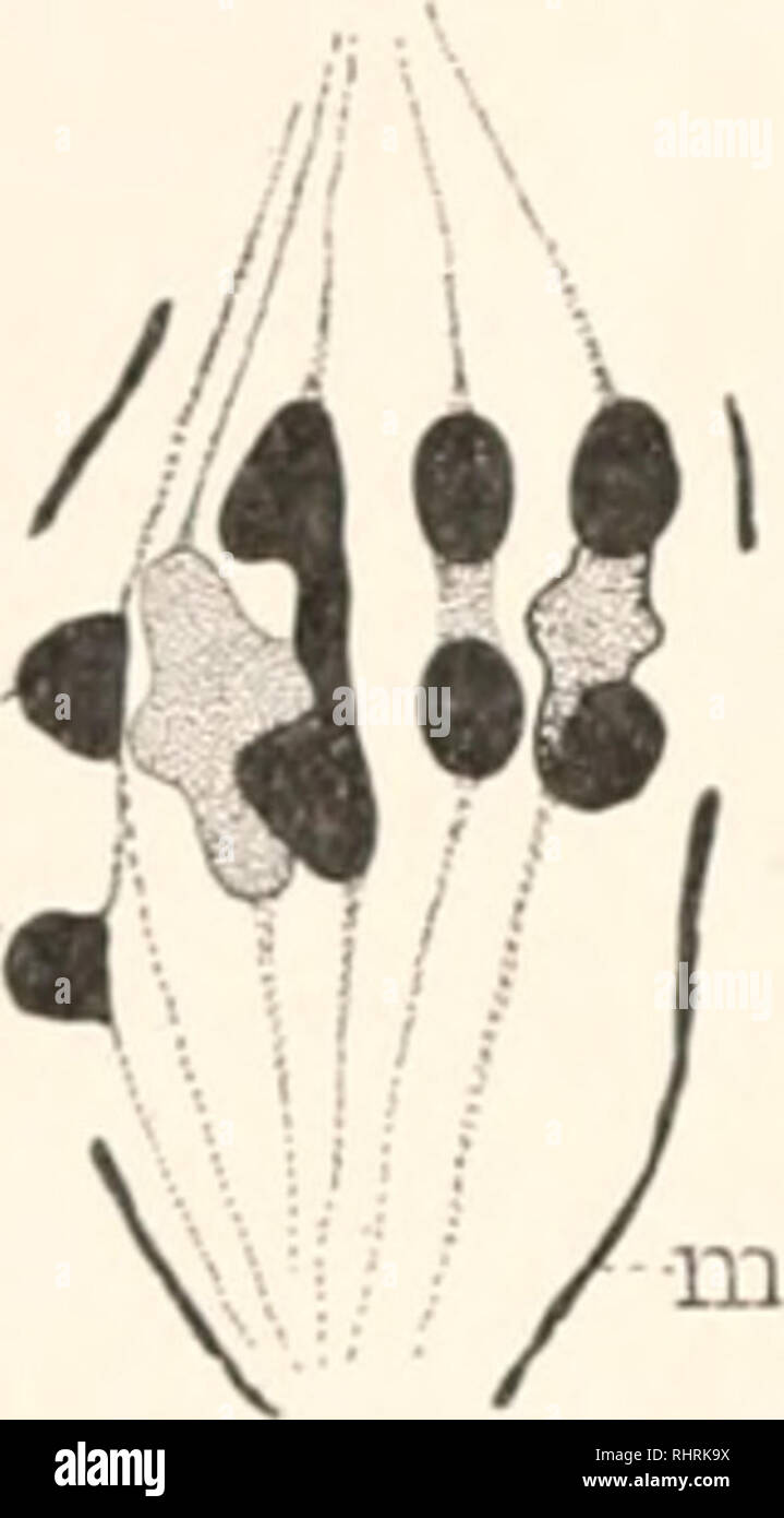 Equatorial plates hi-res stock photography and images - Alamy