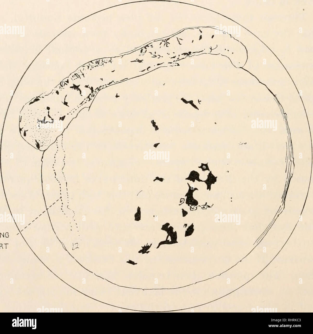 Jacques Loeb High Resolution Stock Photography and Images - Alamy