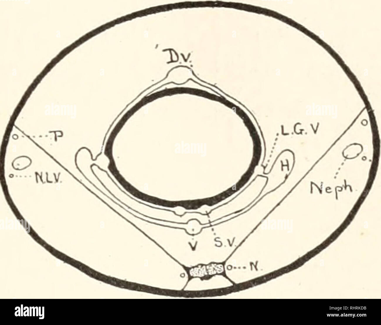 Nephrostome hi-res stock photography and images - Alamy