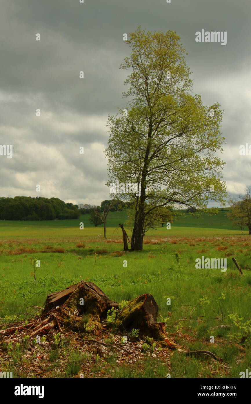Stump and his follower and forest in background. Stump and tree in ...