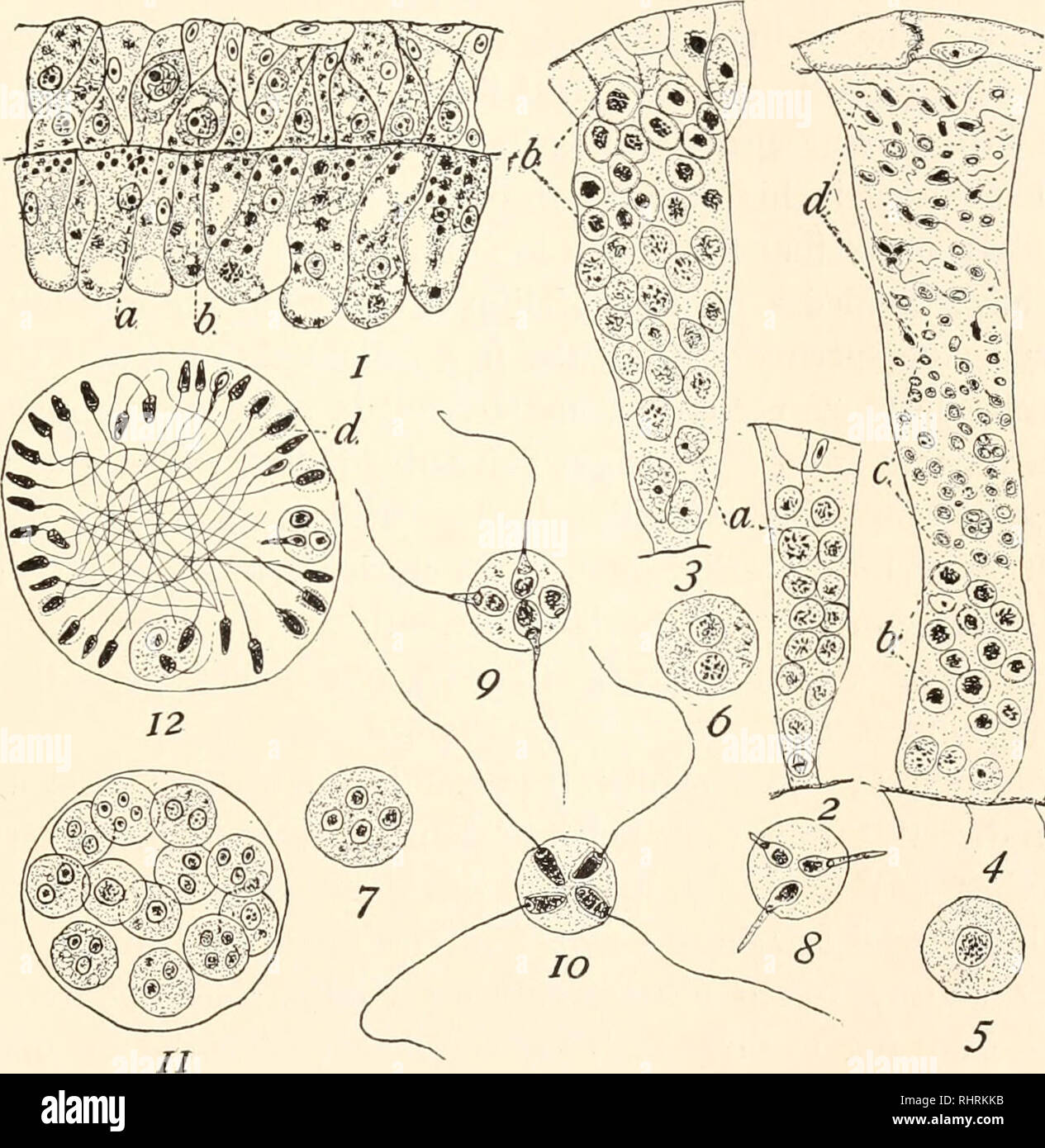 Diagram Of A Hydra Cell