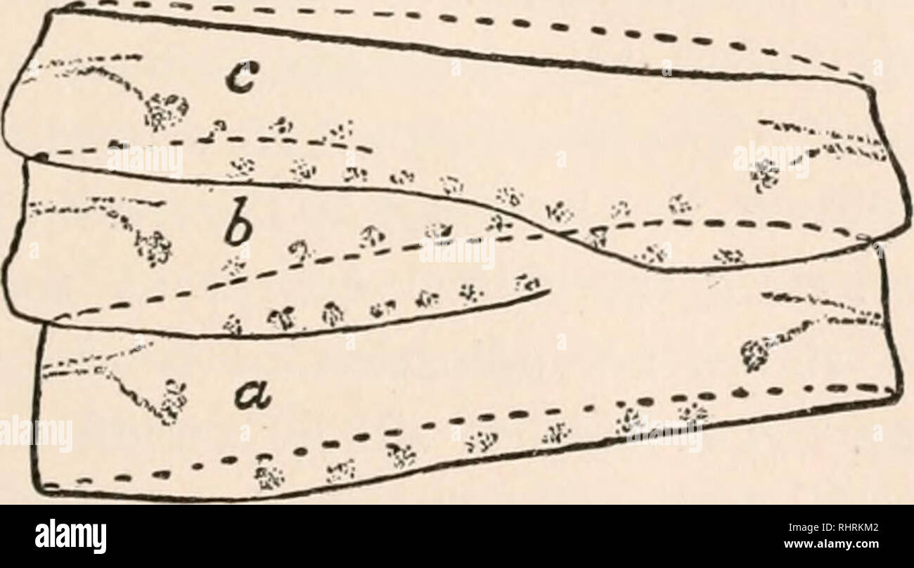 . The Biological bulletin. Biology; Zoology; Biology; Marine Biology ...