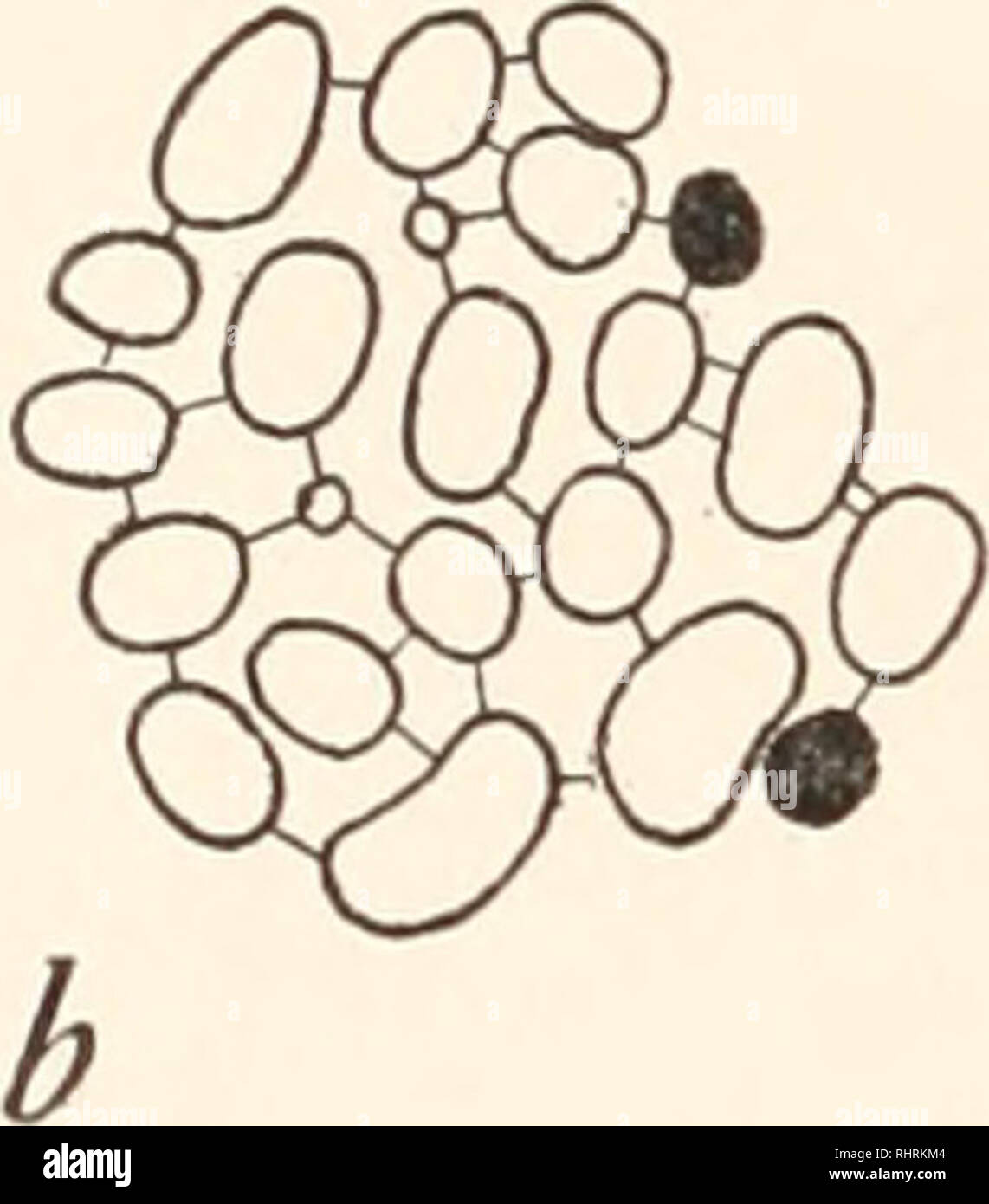 . The Biological bulletin. Biology; Zoology; Biology; Marine Biology ...