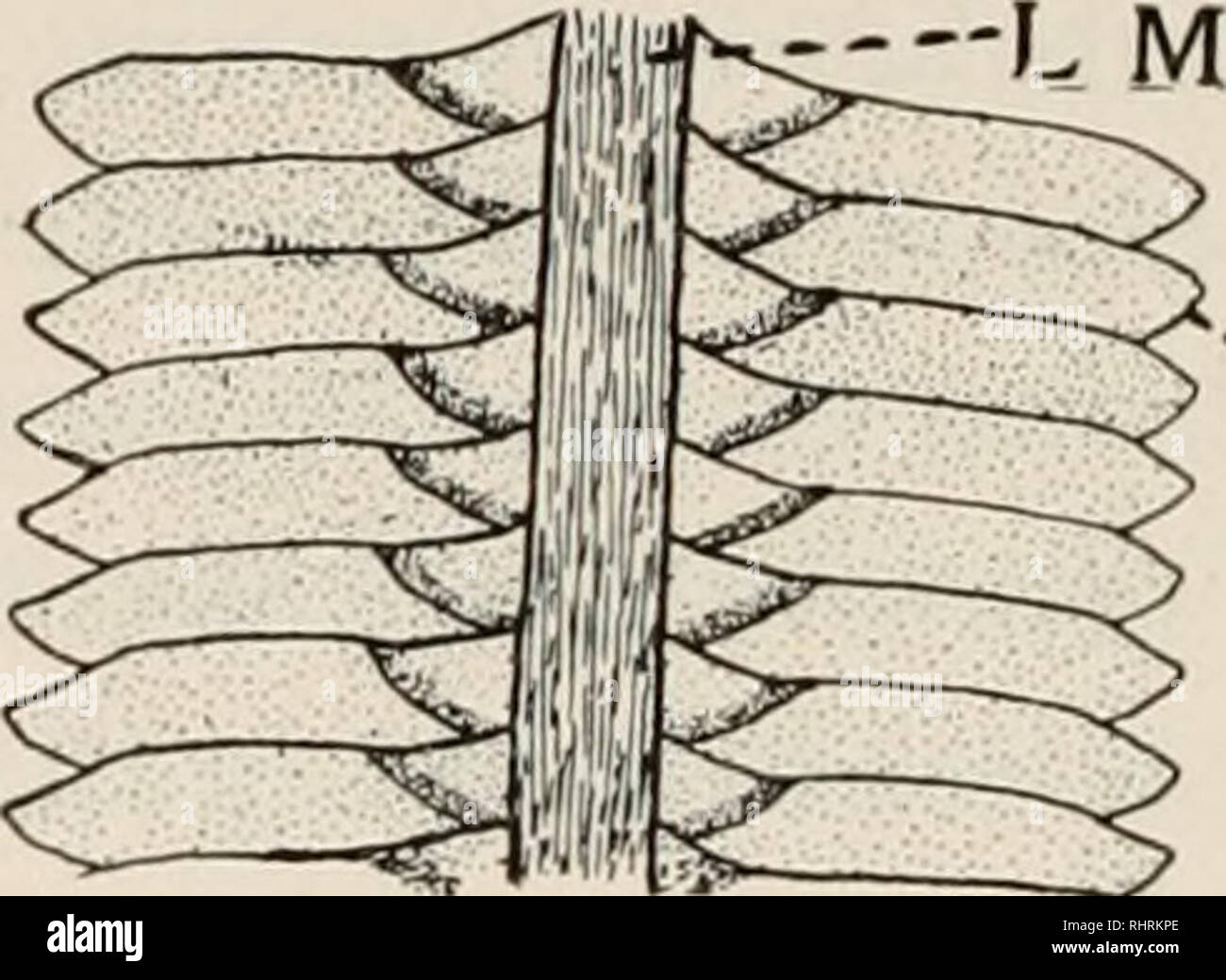 . The Biological bulletin. Biology; Zoology; Biology; Marine Biology ...