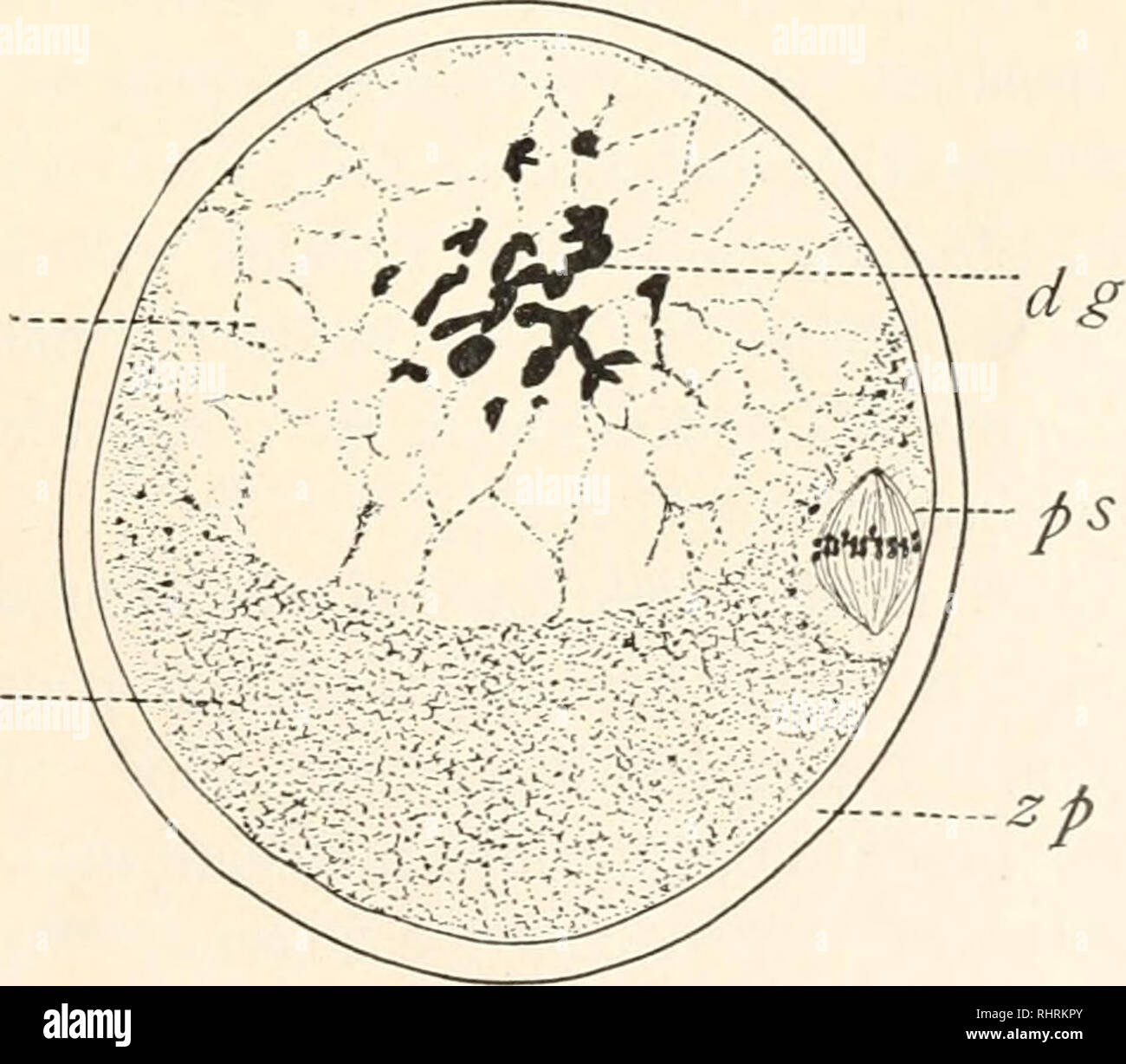 Ovocyte hi-res stock photography and images - Alamy