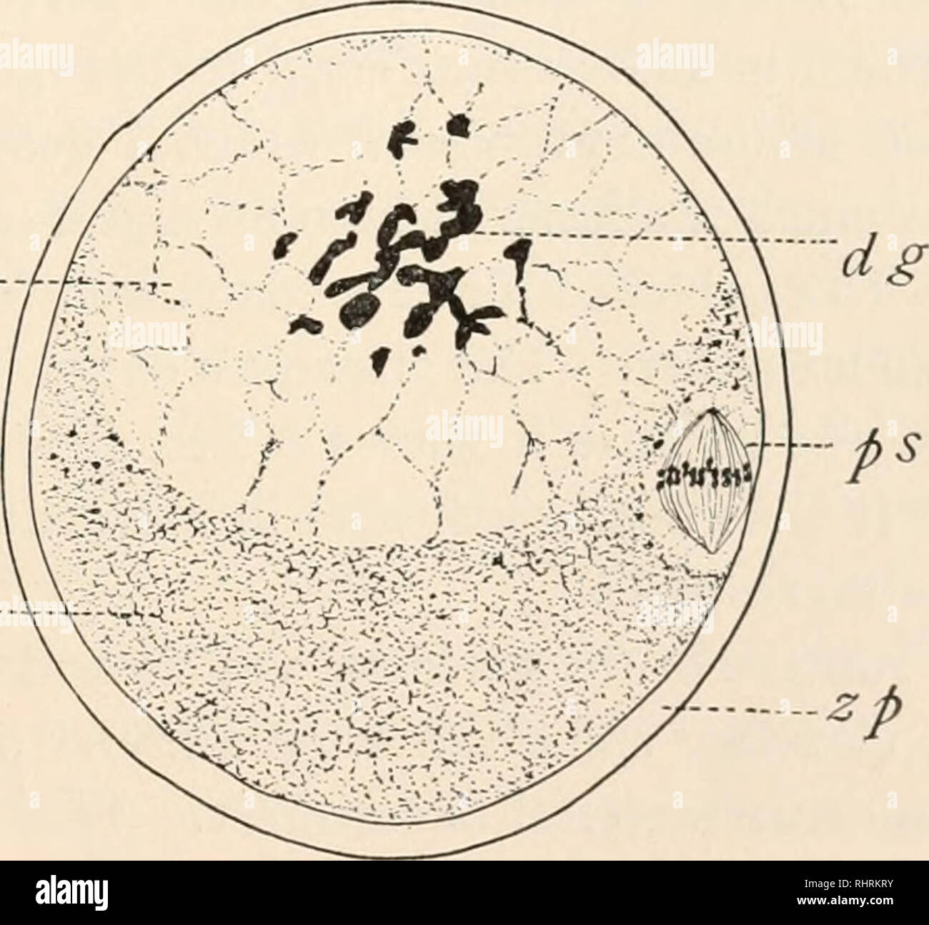 . The Biological bulletin. Biology; Zoology; Biology; Marine Biology ...