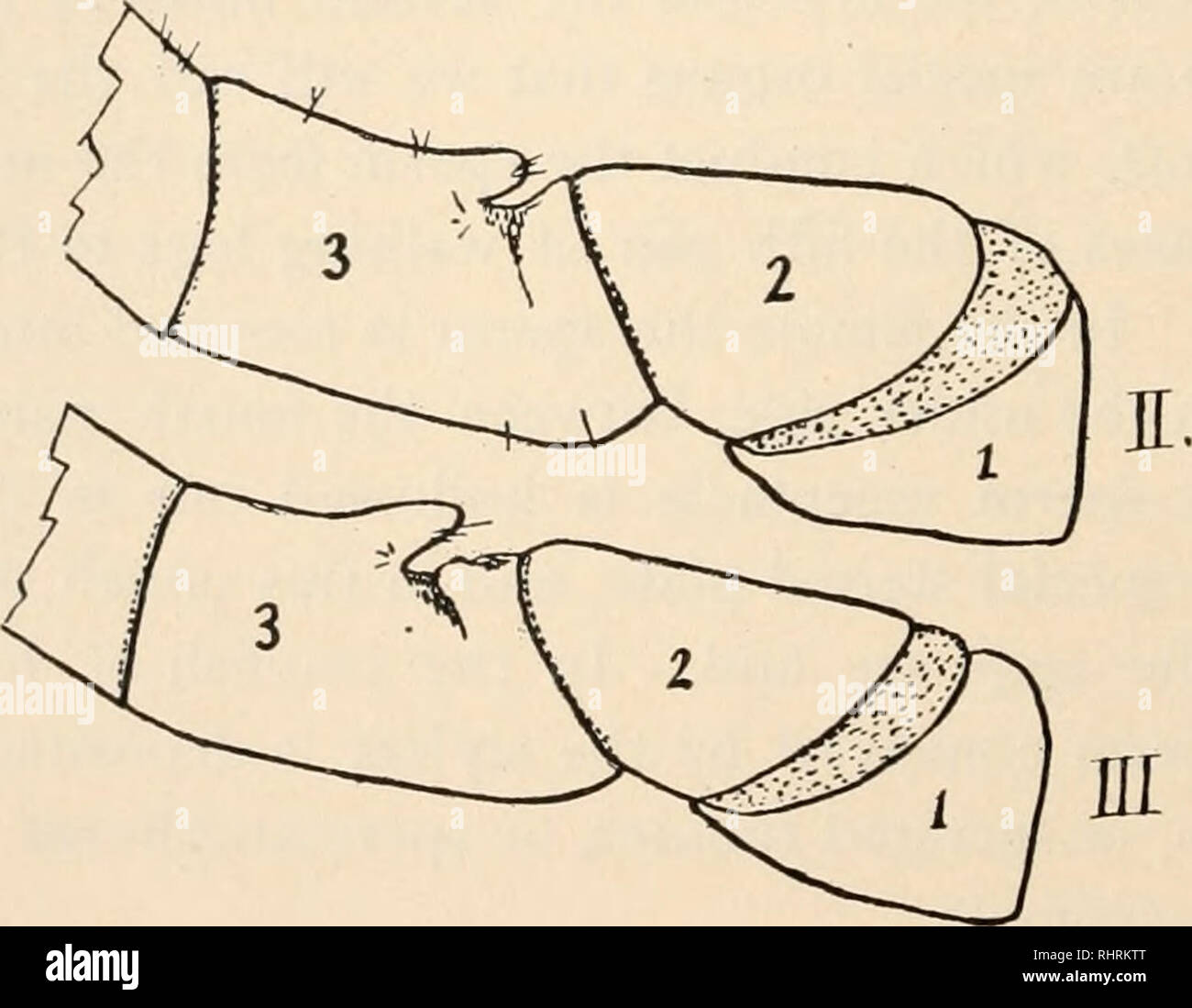 Albatross anatomy hi-res stock photography and images - Alamy