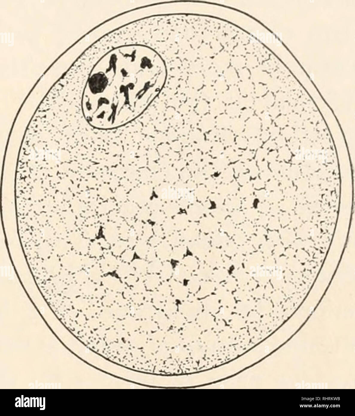 . The Biological bulletin. Biology; Zoology; Biology; Marine Biology ...