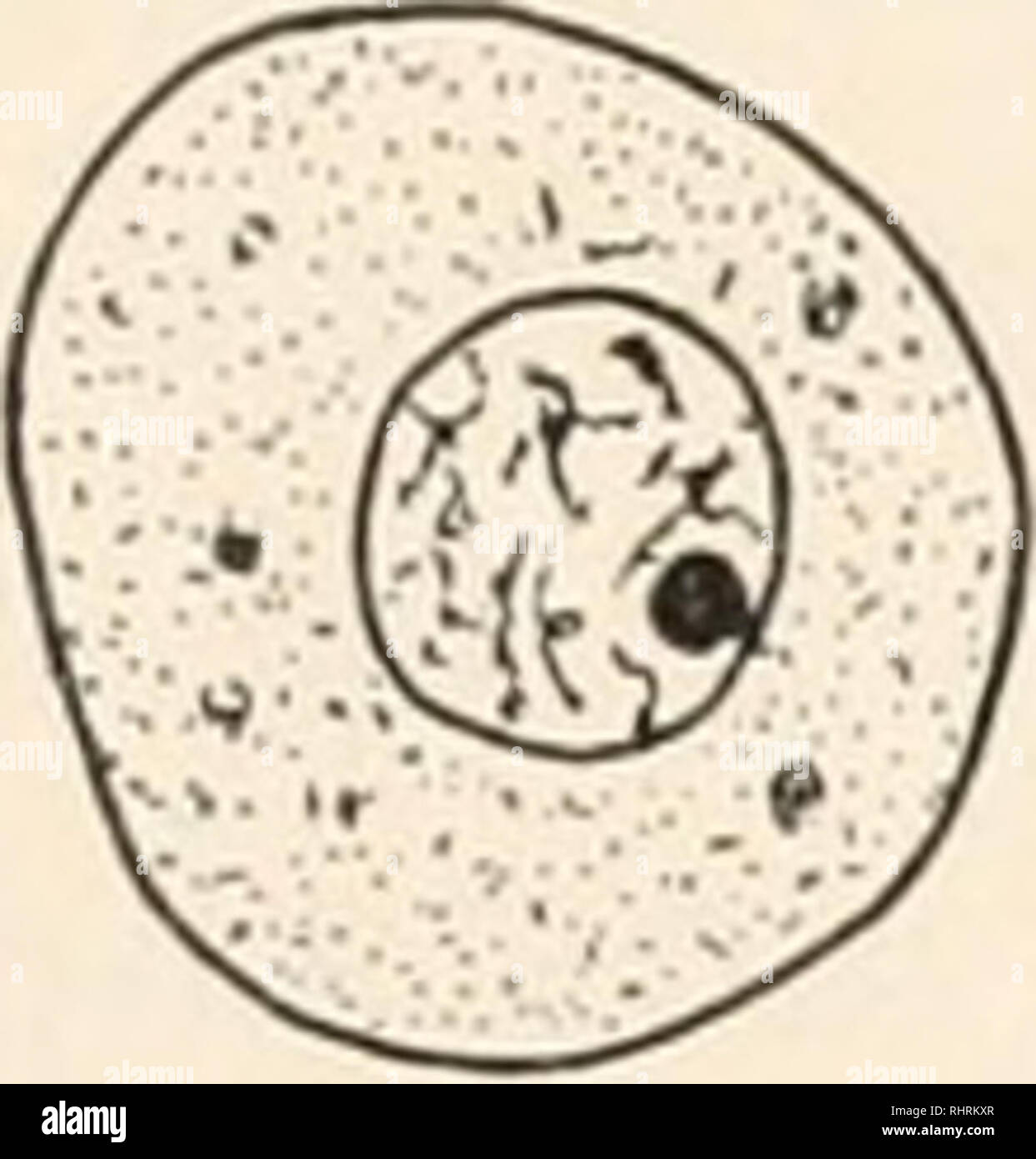 Ovocyte hi-res stock photography and images - Alamy