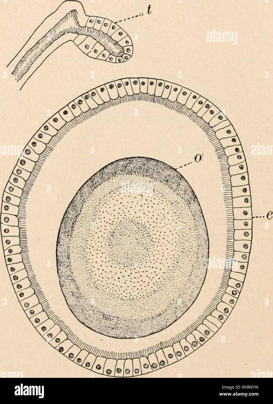 Otocyst hi-res stock photography and images - Alamy