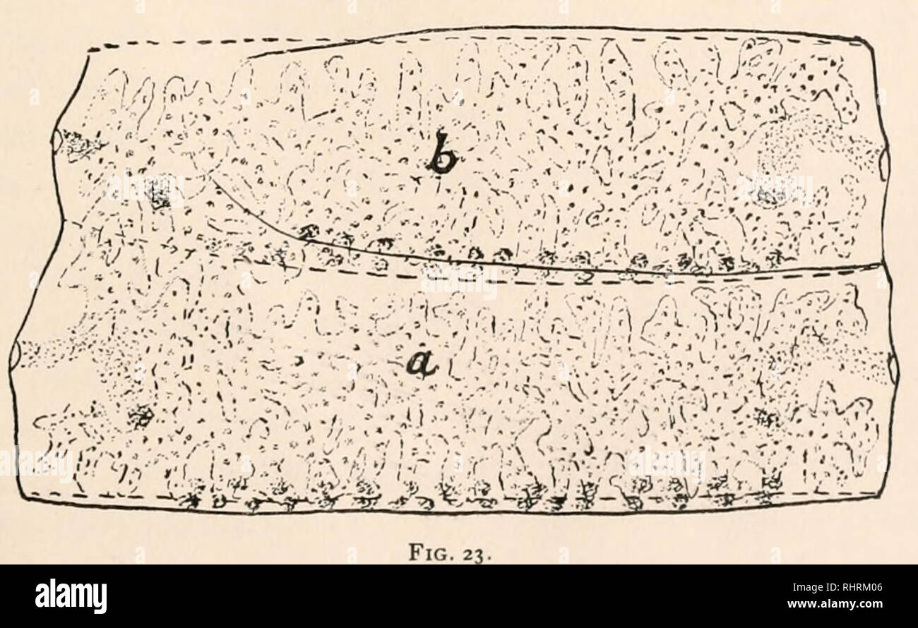 . The Biological bulletin. Biology; Zoology; Biology; Marine Biology ...