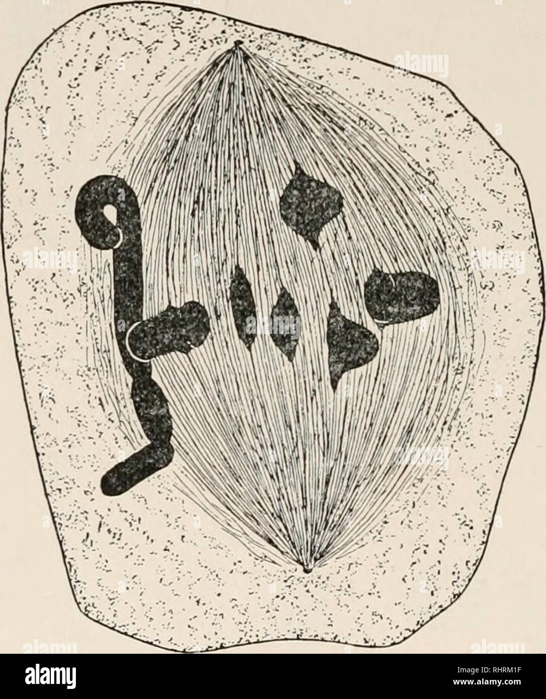 Bivalent chromosomes hi-res stock photography and images - Alamy