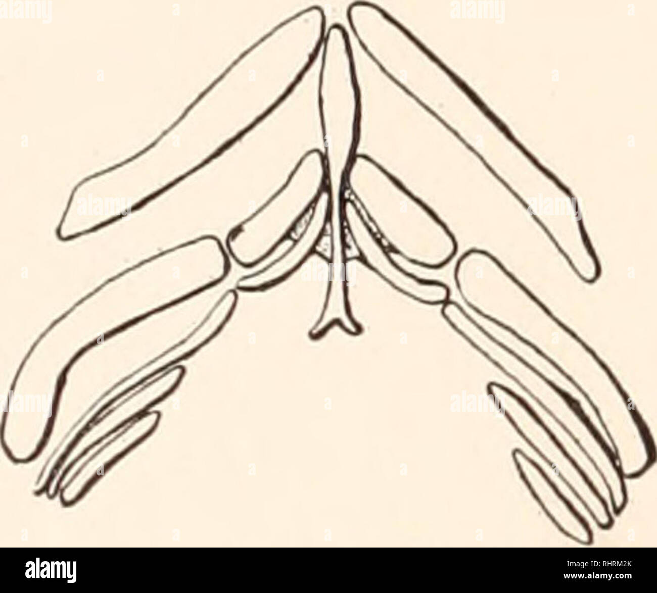 . The Biological bulletin. Biology; Zoology; Biology; Marine Biology ...