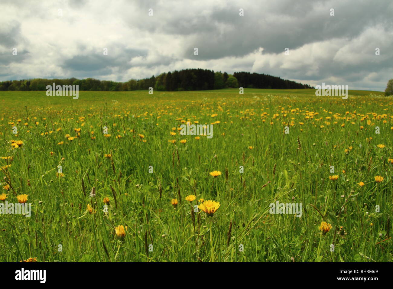Dandelion field with forest and clouds in background Stock Photo - Alamy