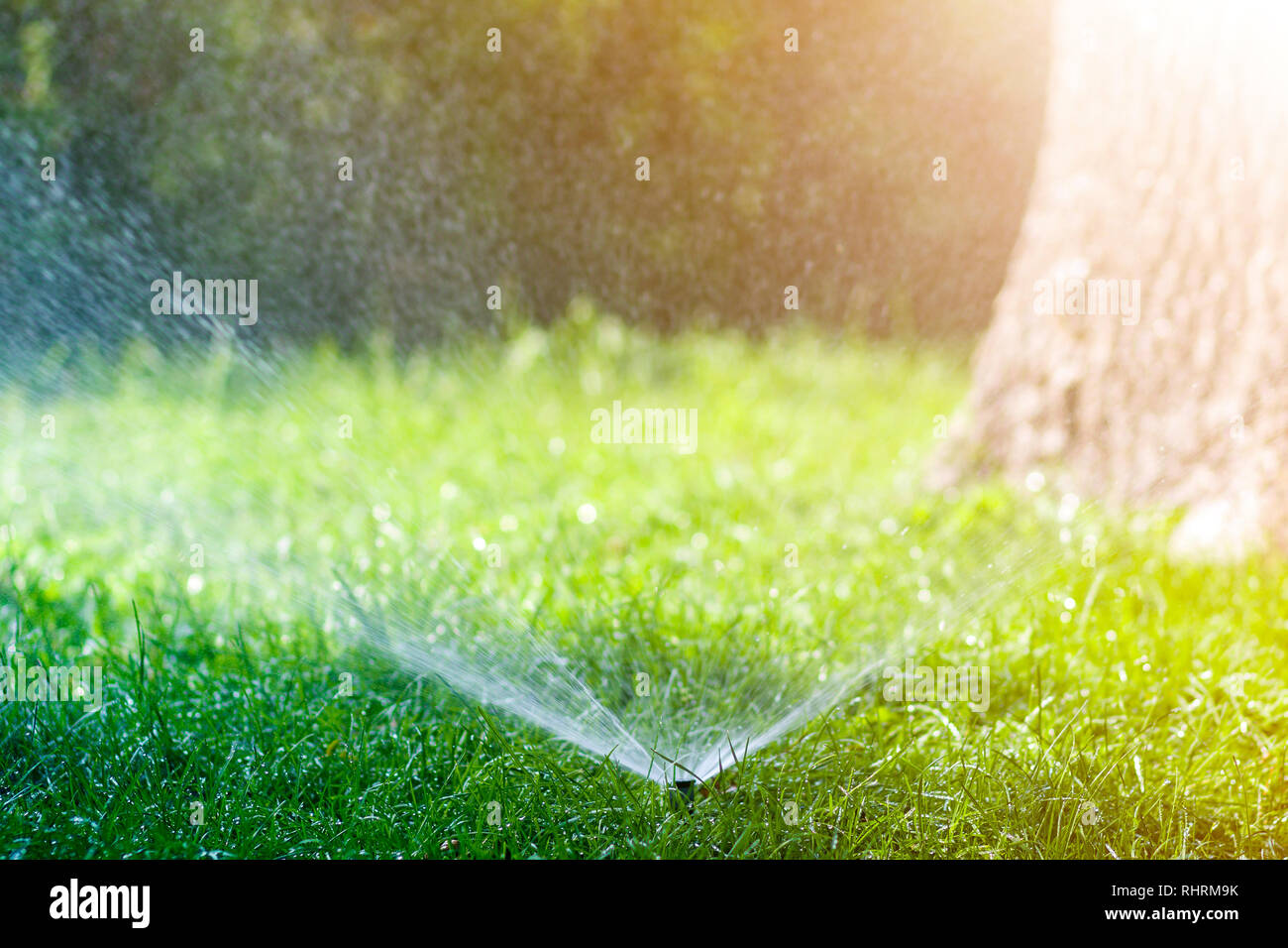 Lawn water sprinkler spraying water over lawn green fresh grass in ...