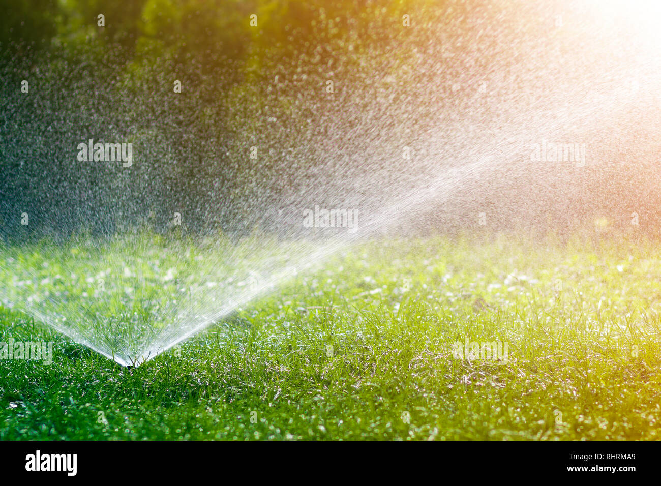 Lawn water sprinkler spraying water over lawn green fresh grass in ...
