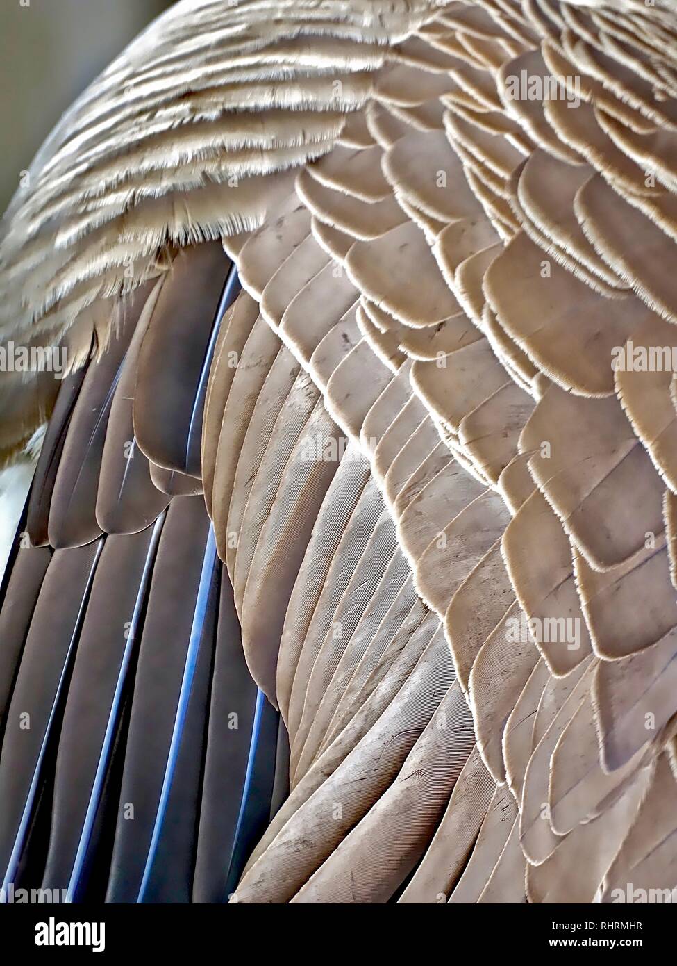 Feathers of a canadian goose Stock Photo - Alamy