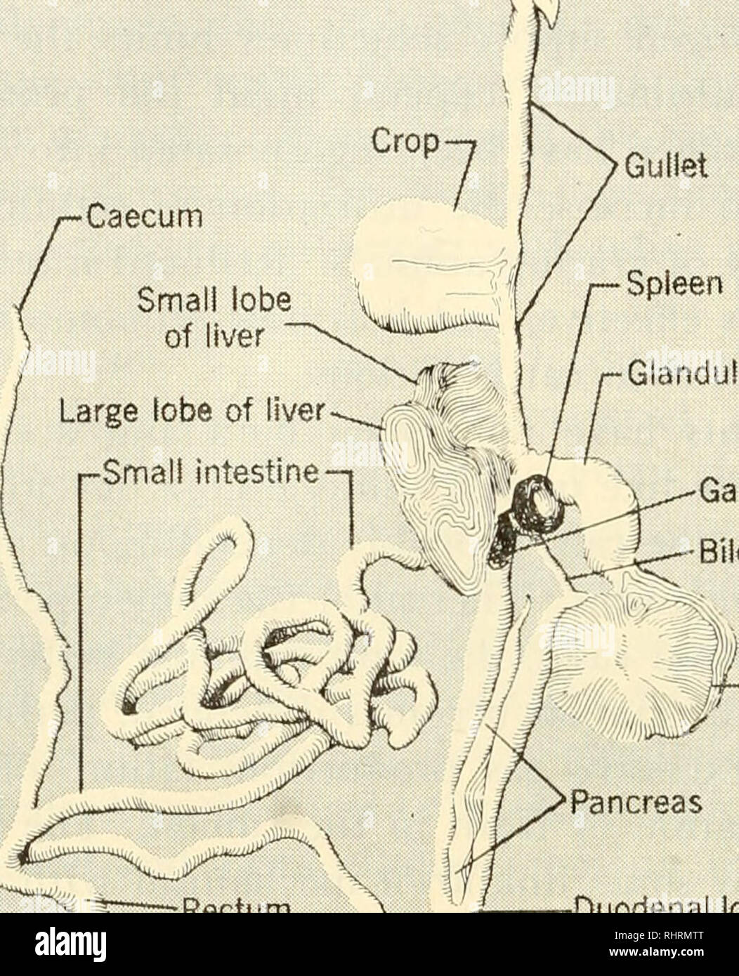 . Biochemistry of plants and animals, an introduction. Biochemistry ...