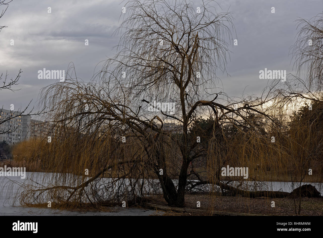 IOR park in Bucharest, Romania, after a bad spell of freezing rain ...