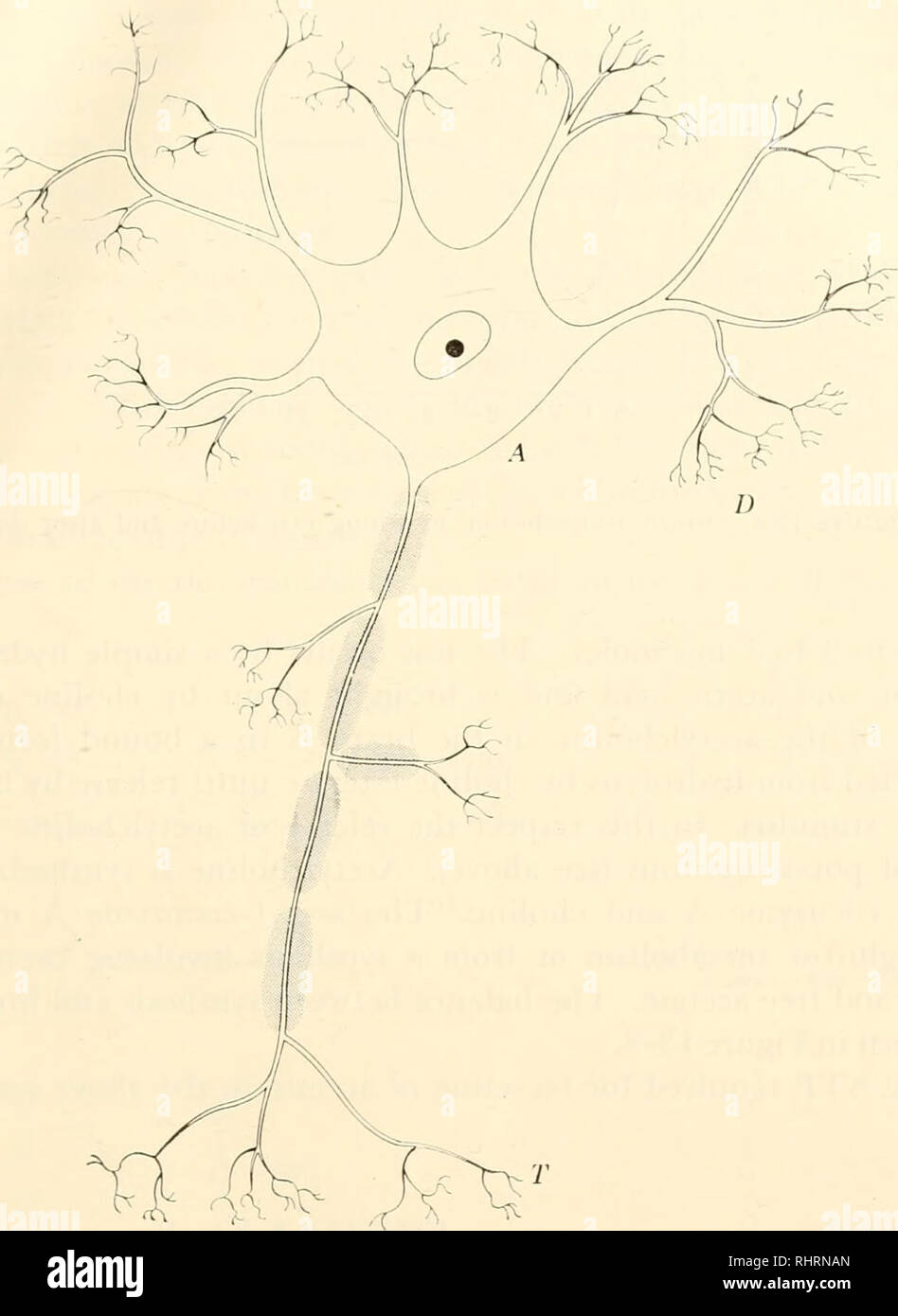 Axon dendrites terminal hi-res stock photography and images - Alamy