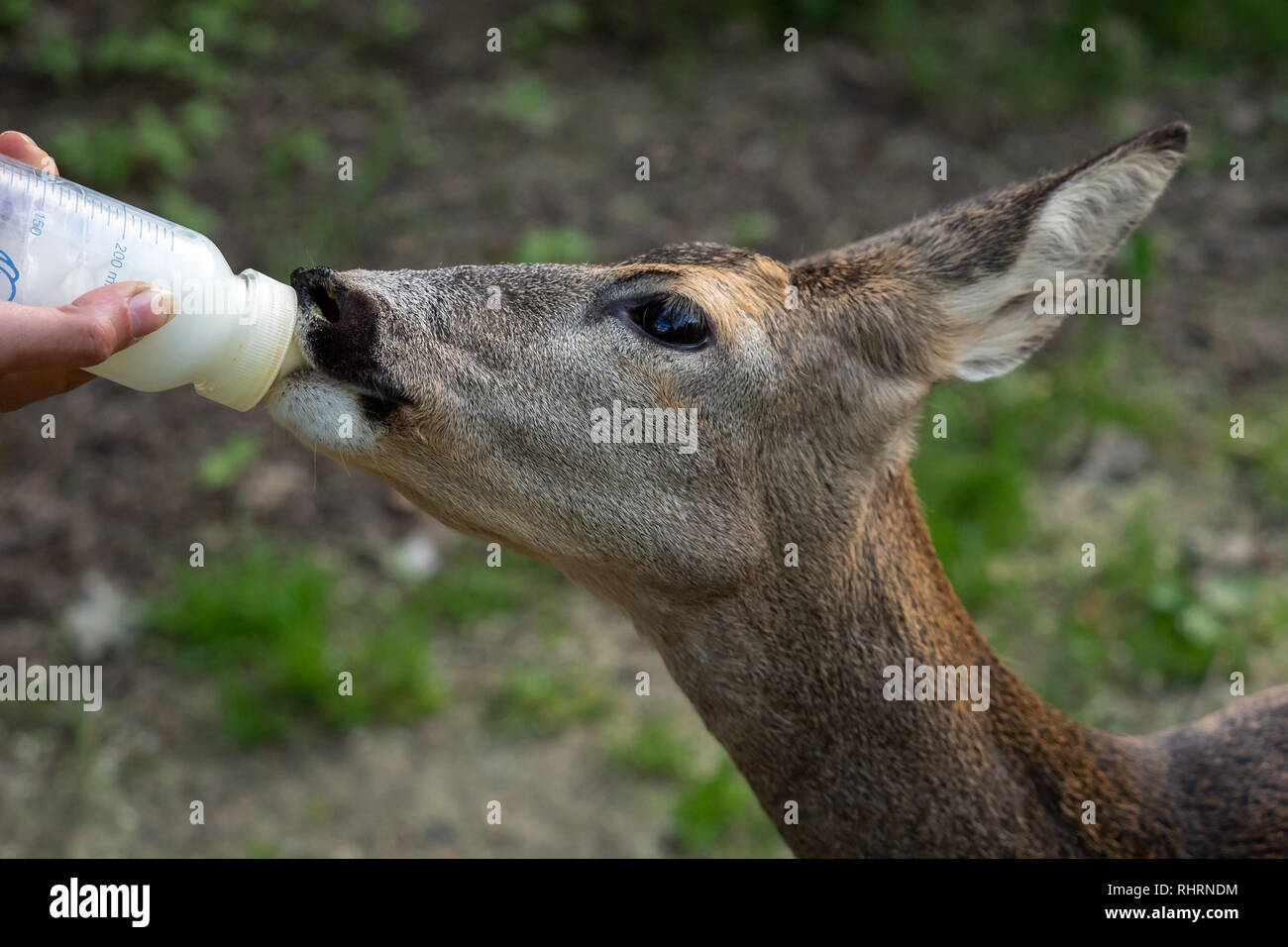 Hind milk hi-res stock photography and images - Alamy