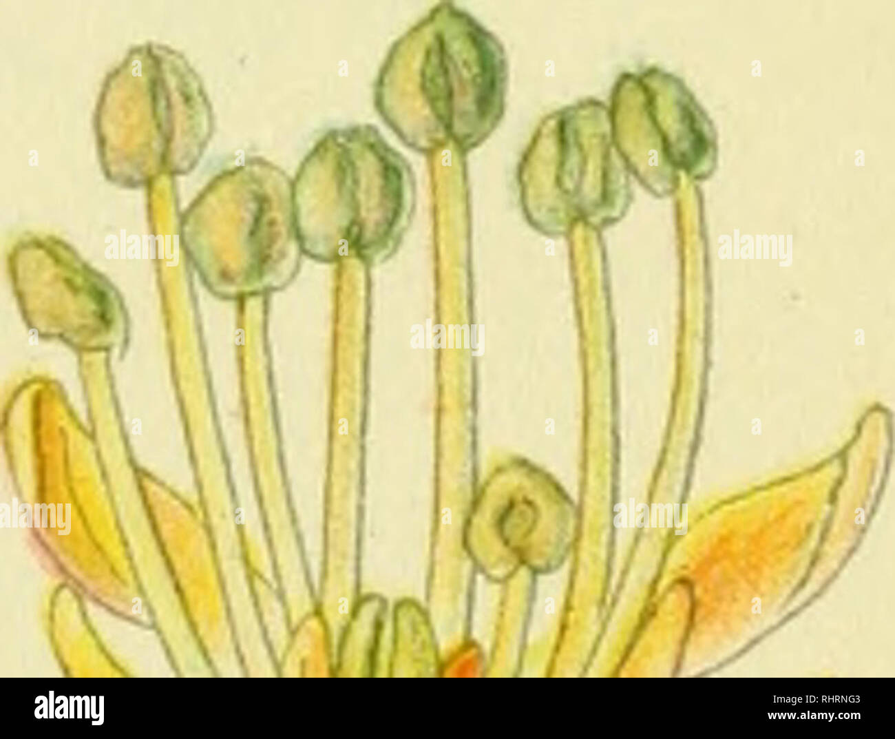 Rod ros hi-res stock photography and images - Alamy