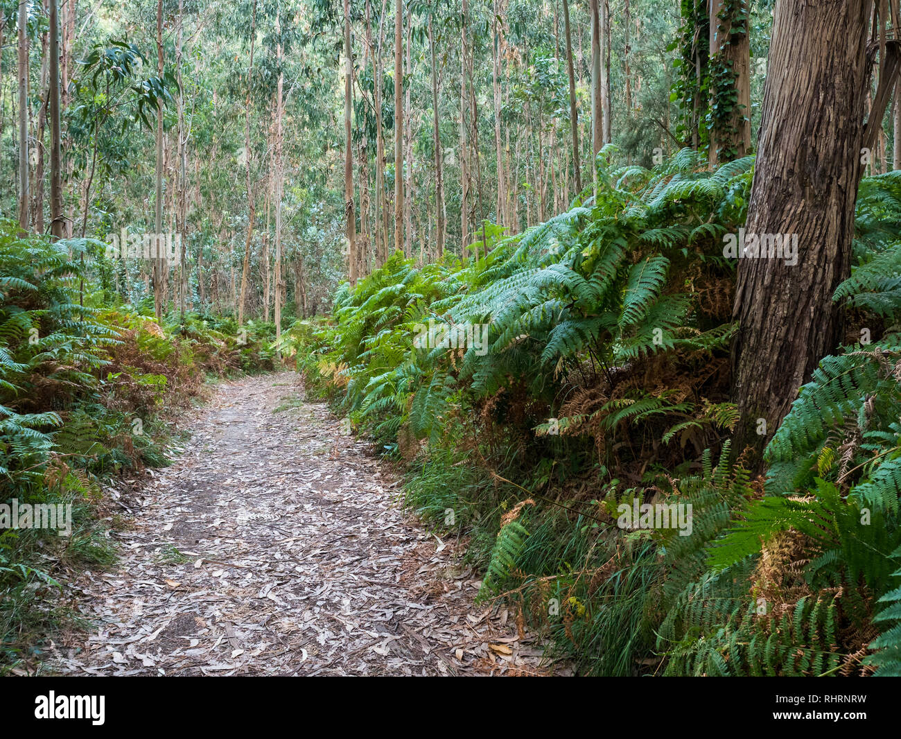 Eucalyptus forest hi-res stock photography and images - Alamy