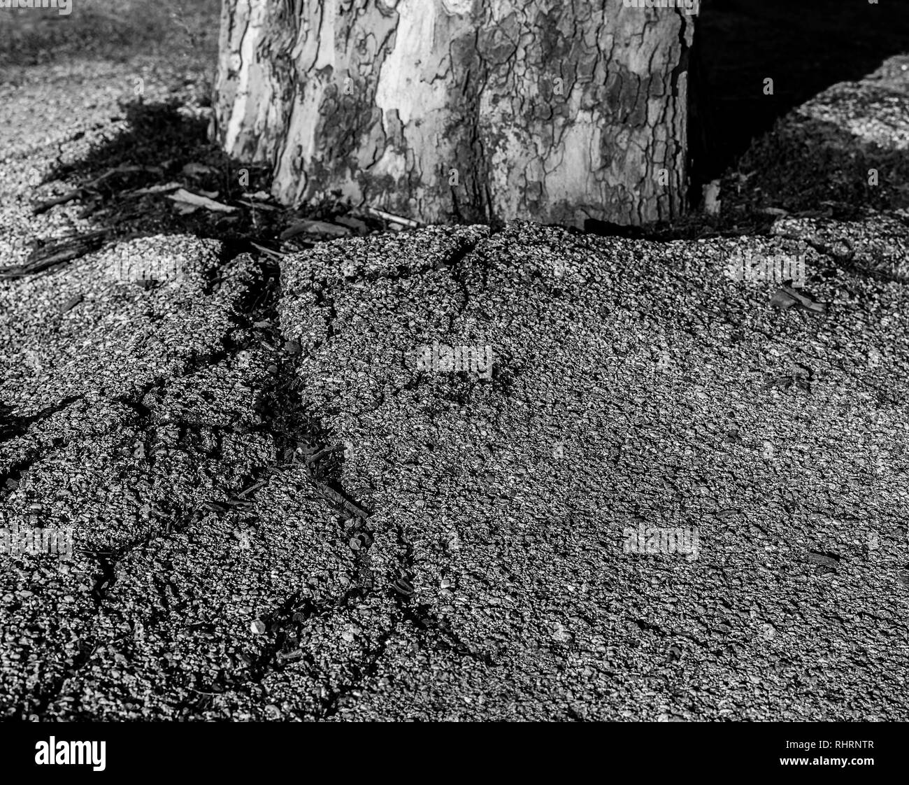 Tree is fighting with asphalt and cracked it Stock Photo - Alamy