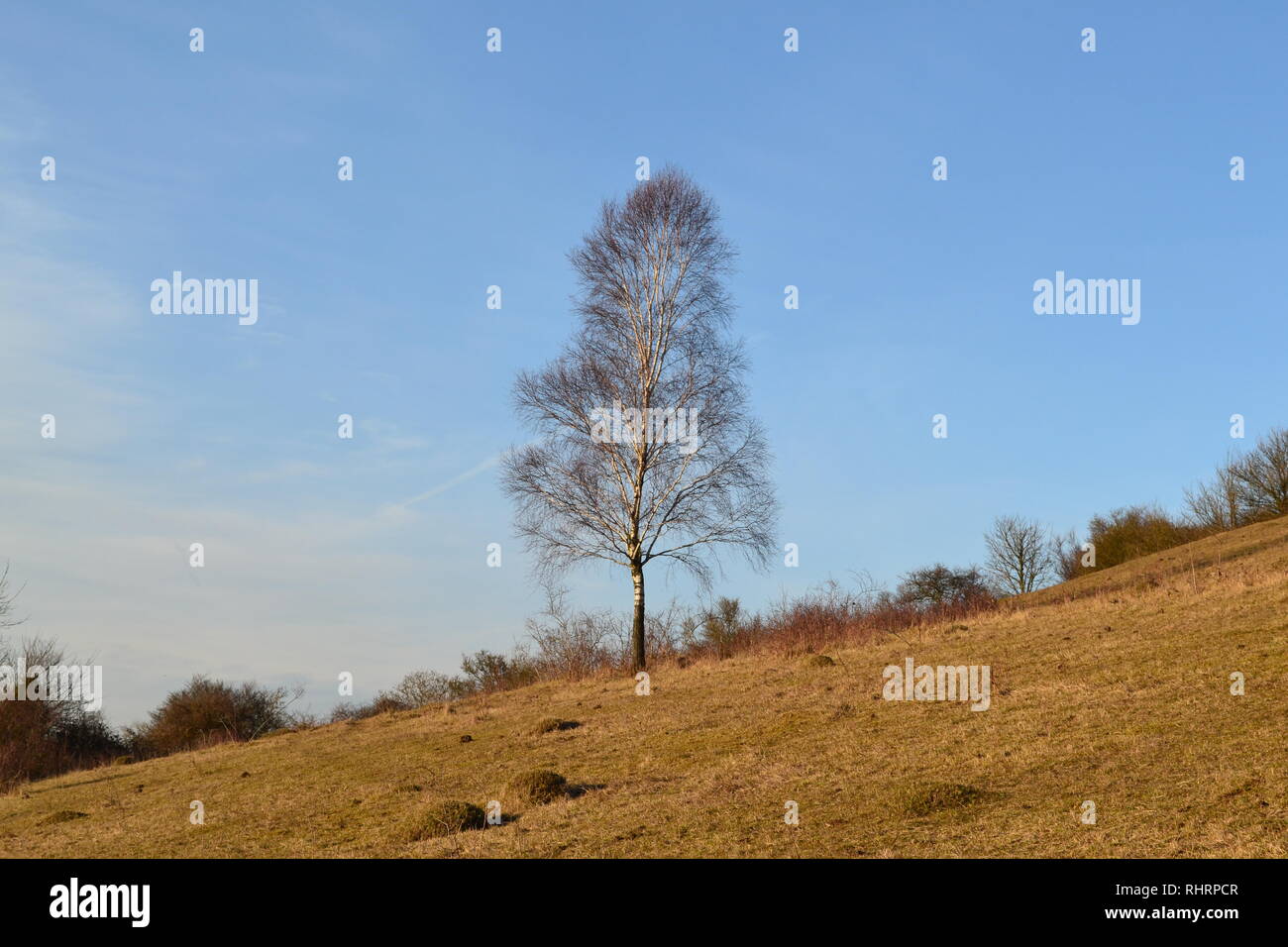 Tree growing on grassy slope hi-res stock photography and images - Alamy