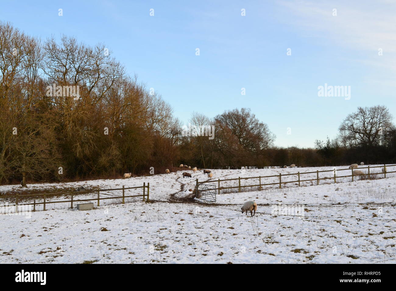 A snowy field with sheep grazing in it near Great Wood, off Rowdow Lane ...
