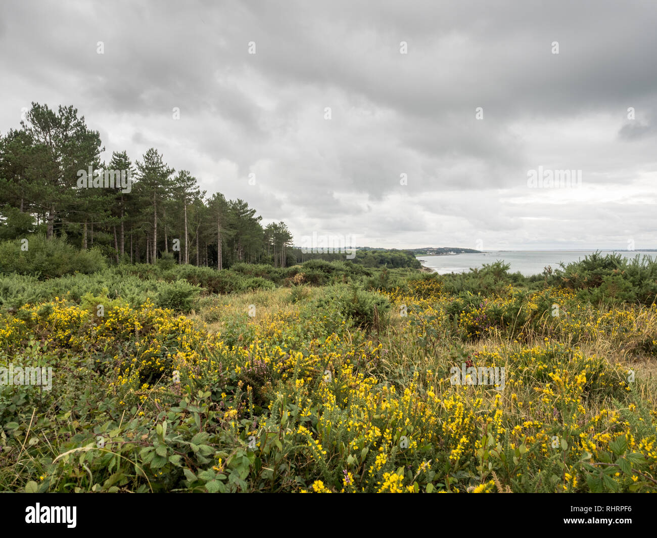 Bouldnor forest hi-res stock photography and images - Alamy