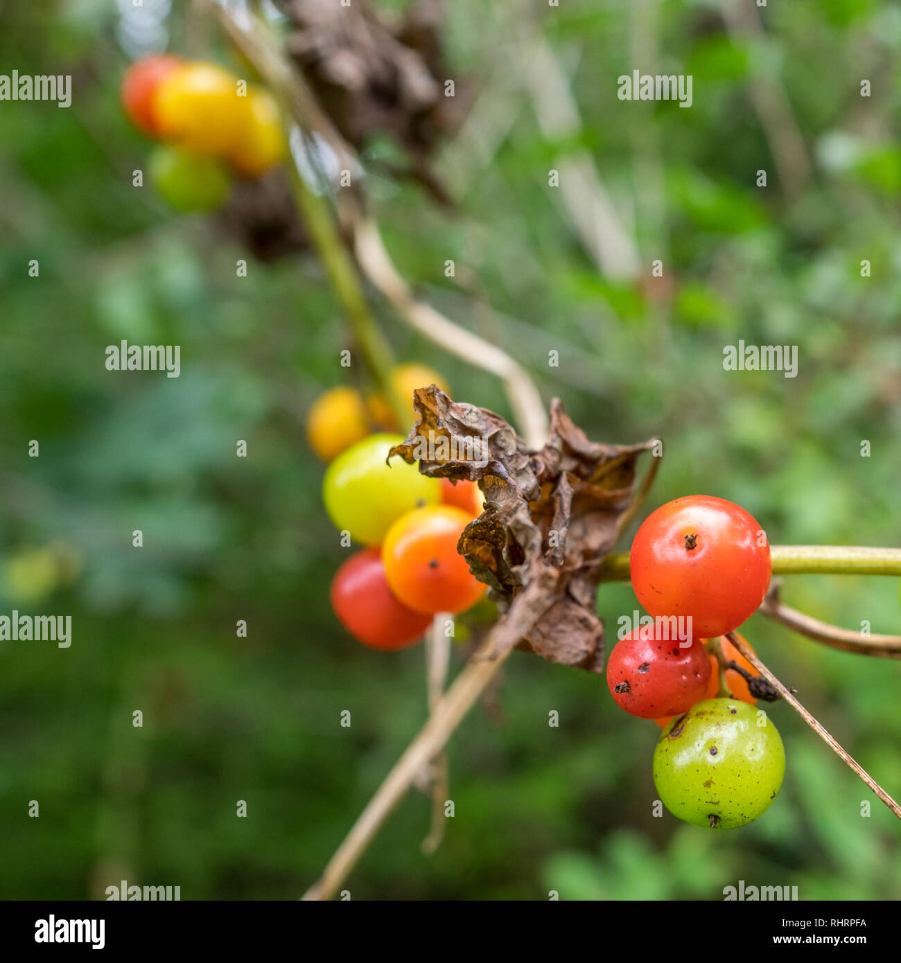 Close up detail of a cluster bunch group of white Bryony berries seen ...