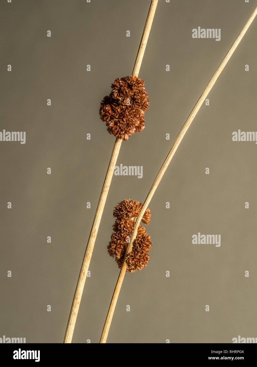 Compact rush juncus conglomeratus hi-res stock photography and images ...
