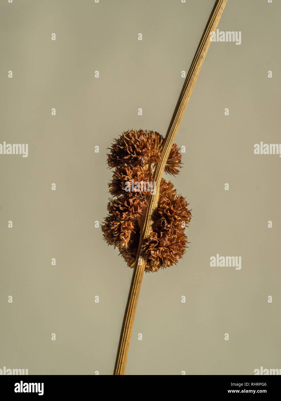 1 also compact rush hi-res stock photography and images - Alamy