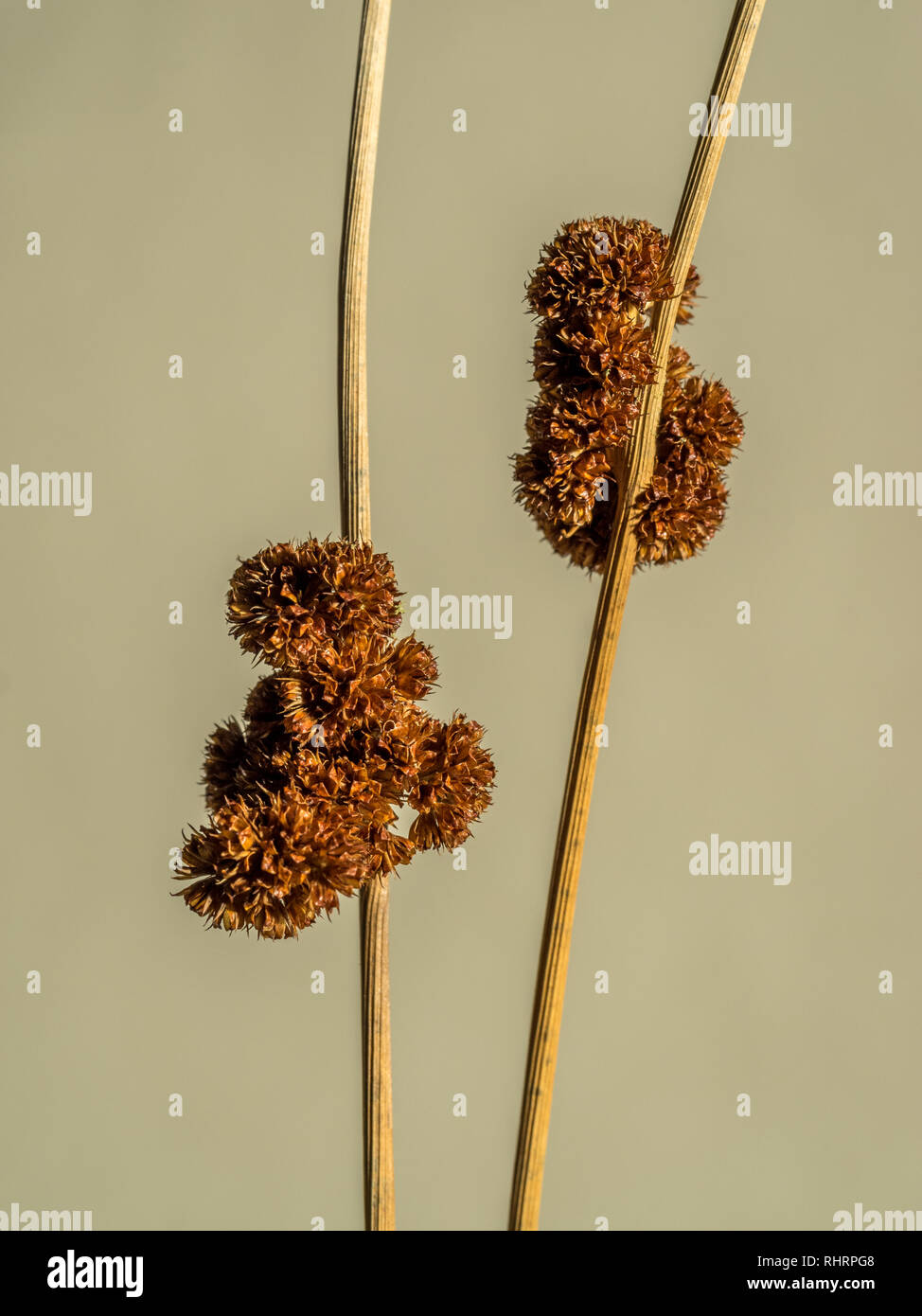 Compact rush juncus conglomeratus hi-res stock photography and images ...
