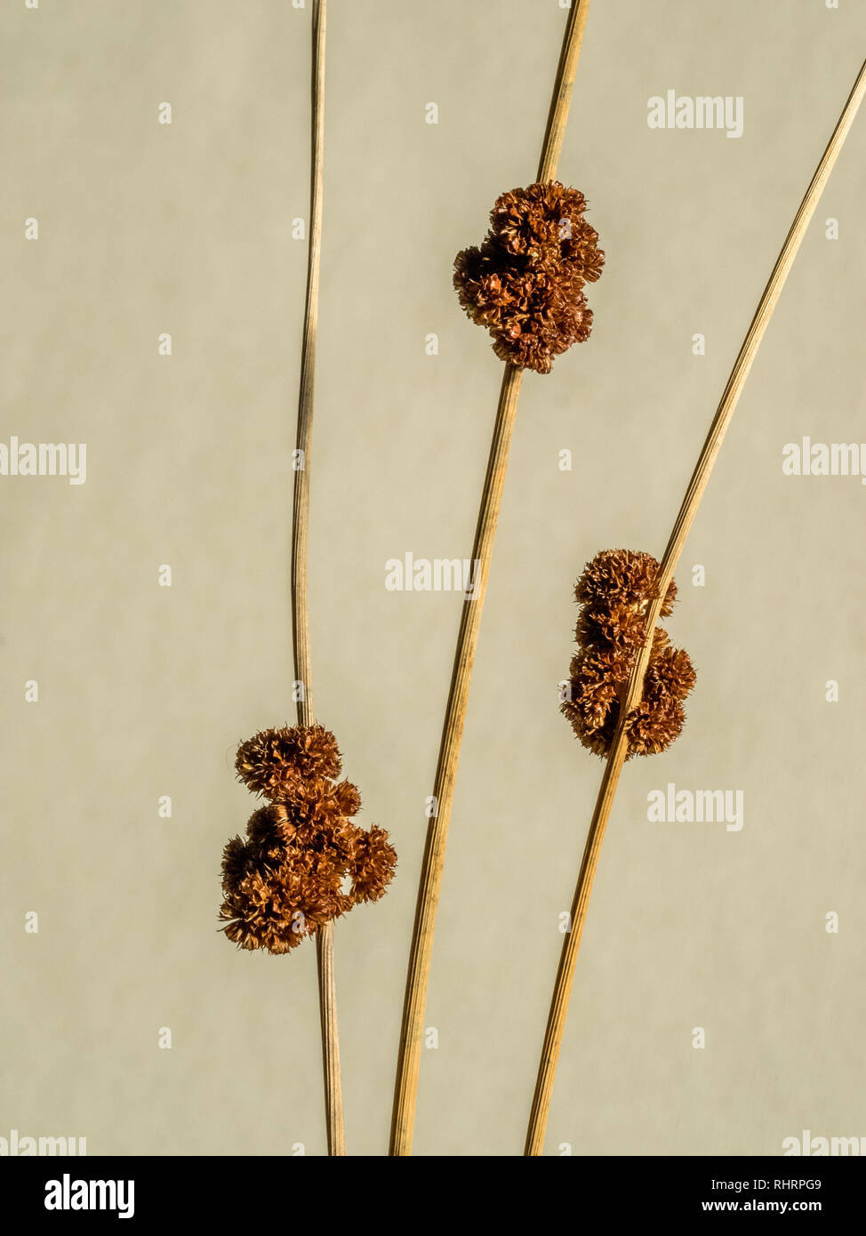 Compact rush juncus conglomeratus hi-res stock photography and images ...