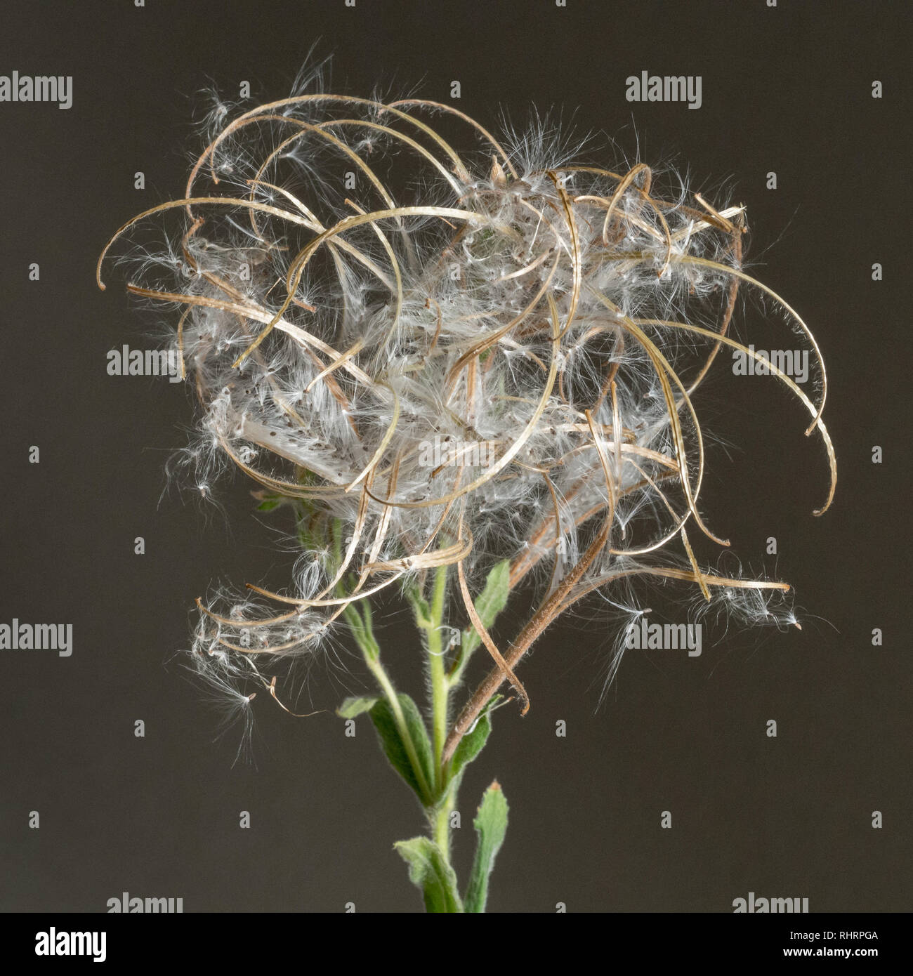 Downy willow hi-res stock photography and images - Alamy