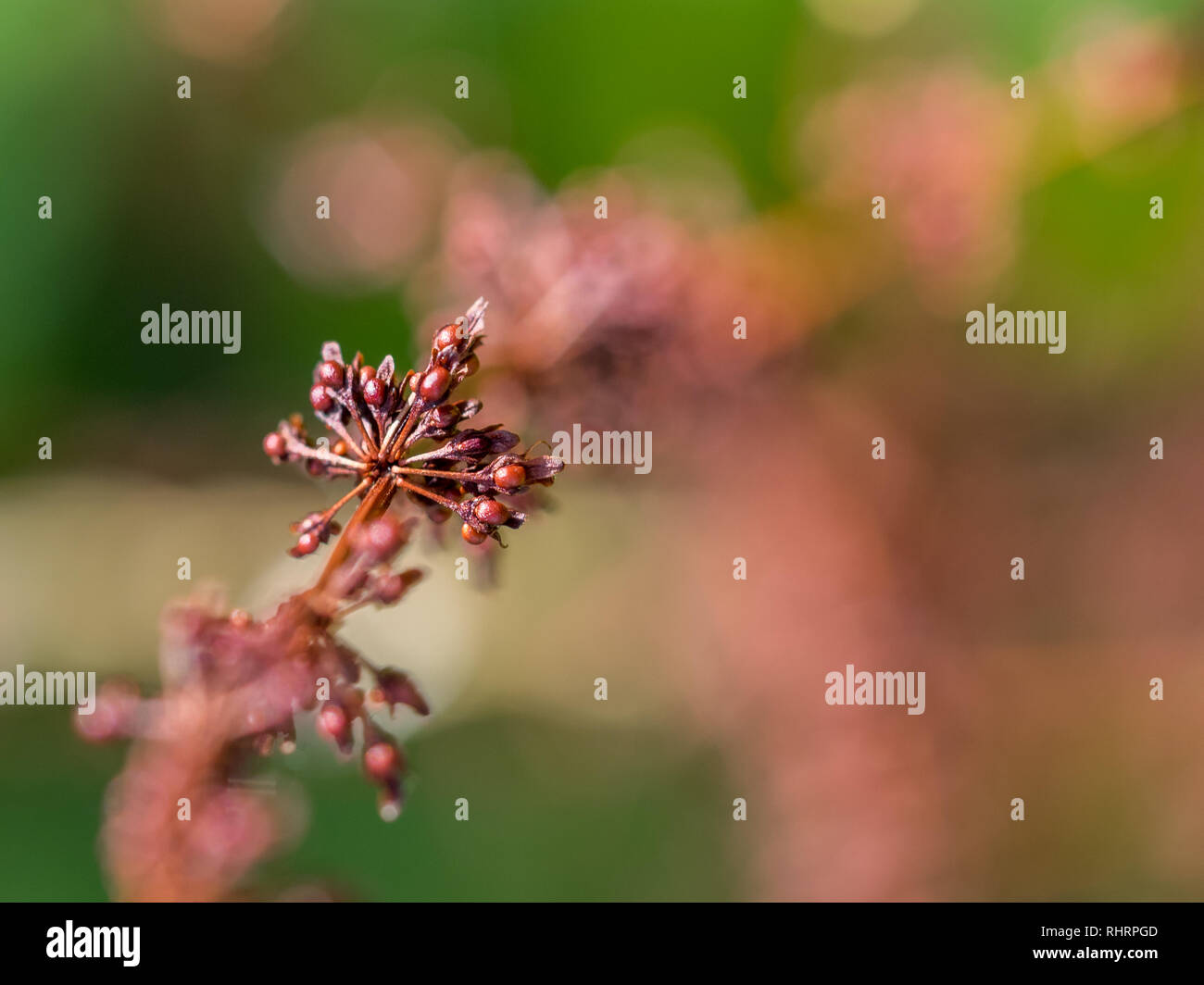 Hedgerow vegetation hi-res stock photography and images - Alamy