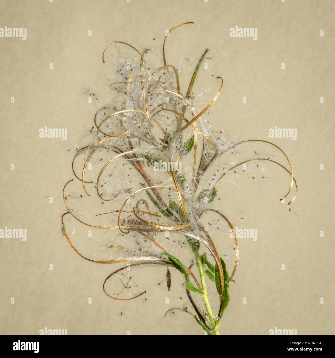 Golden Curls Willow High Resolution Stock Photography and Images - Alamy